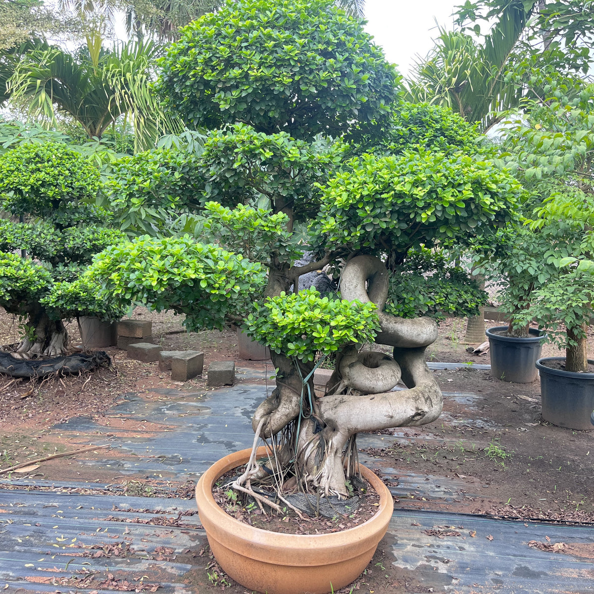 Ficus Microcarpa Dragon Root 'Chana Ficus' For Sale — Mahindra Nursery
