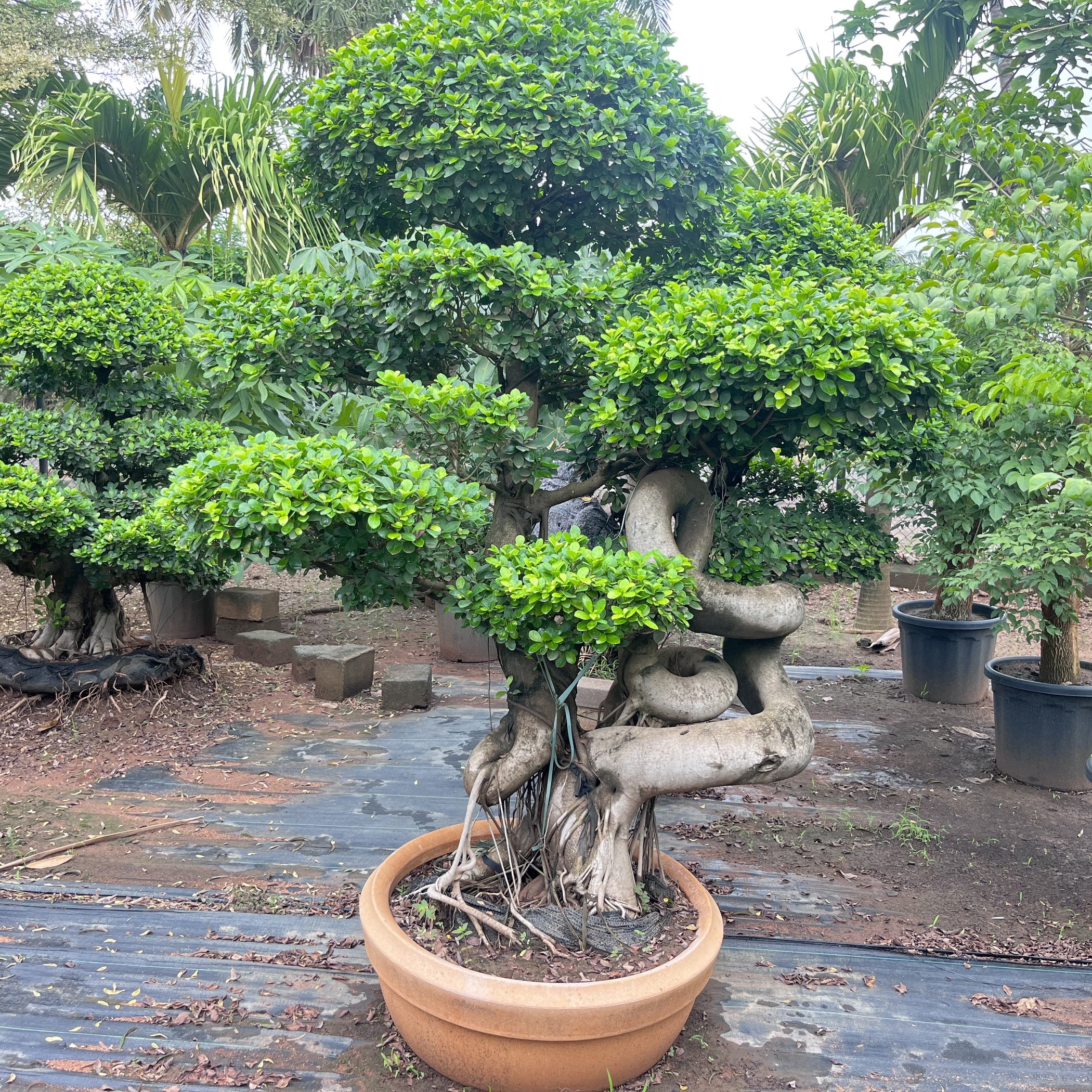 Ficus Microcarpa Dragon Root 'Chana Ficus' For Sale — Mahindra Nursery