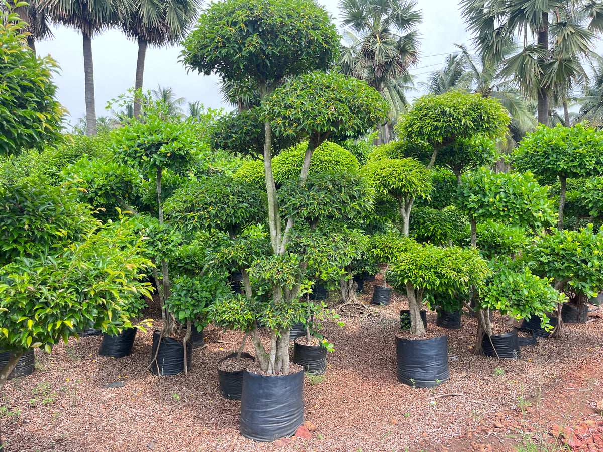 Ficus multi head — Mahindra Nursery