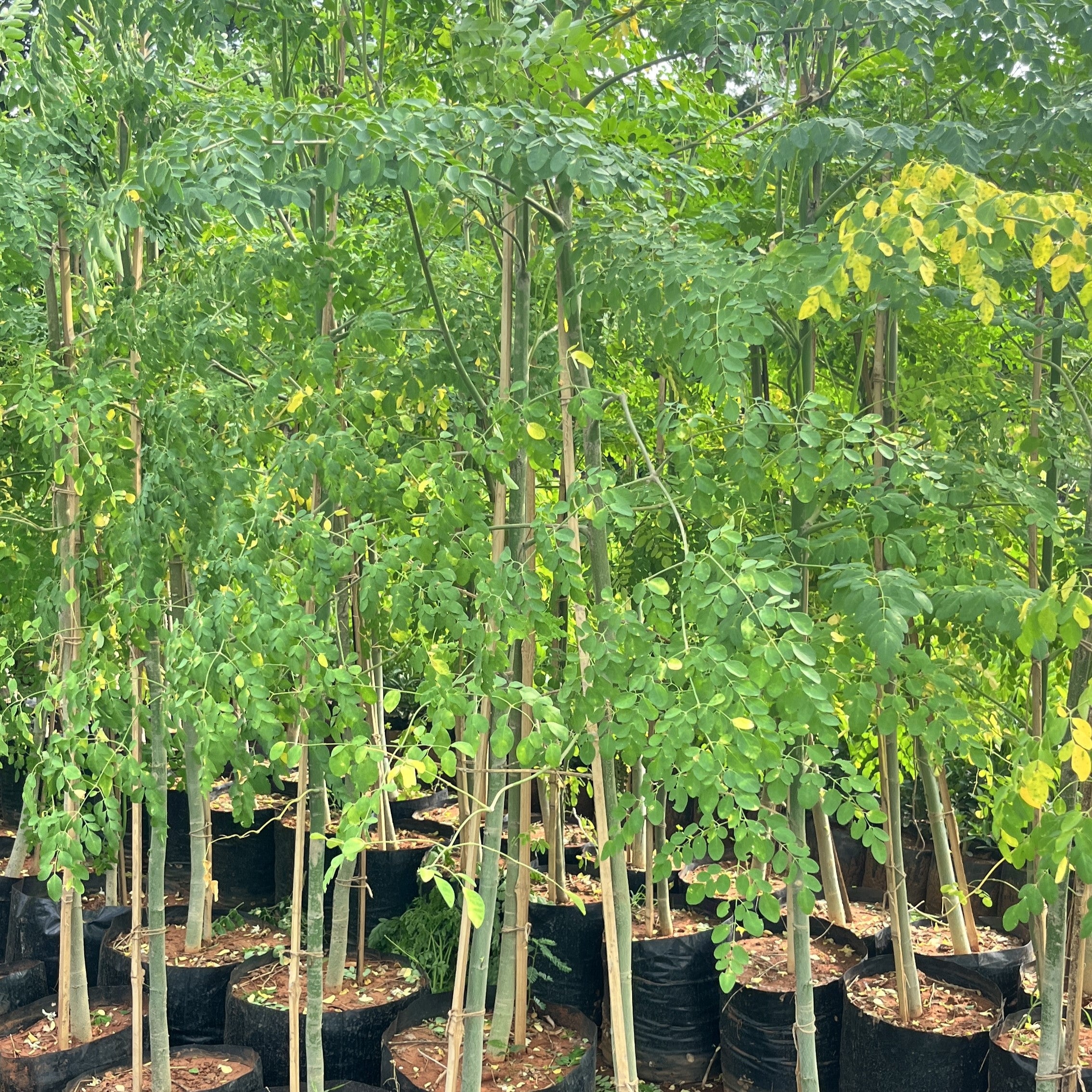 PKM1 Drumstick Plant – Fast-Growing, Nutritious & Perfect for Your Gar ...