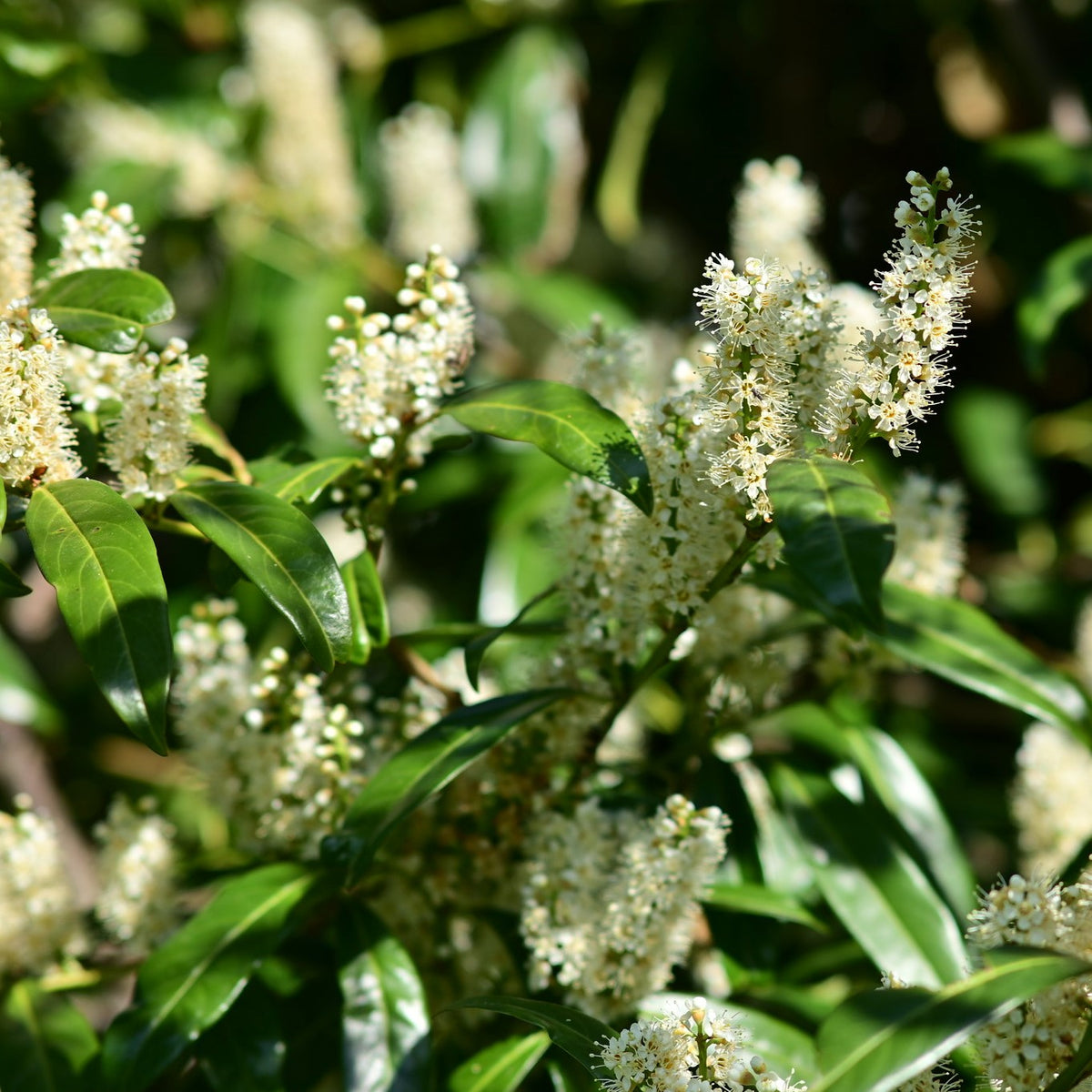 Dwarf English Laurel (Prunus laurocerasus 'Otto Luyken') For Sale ...