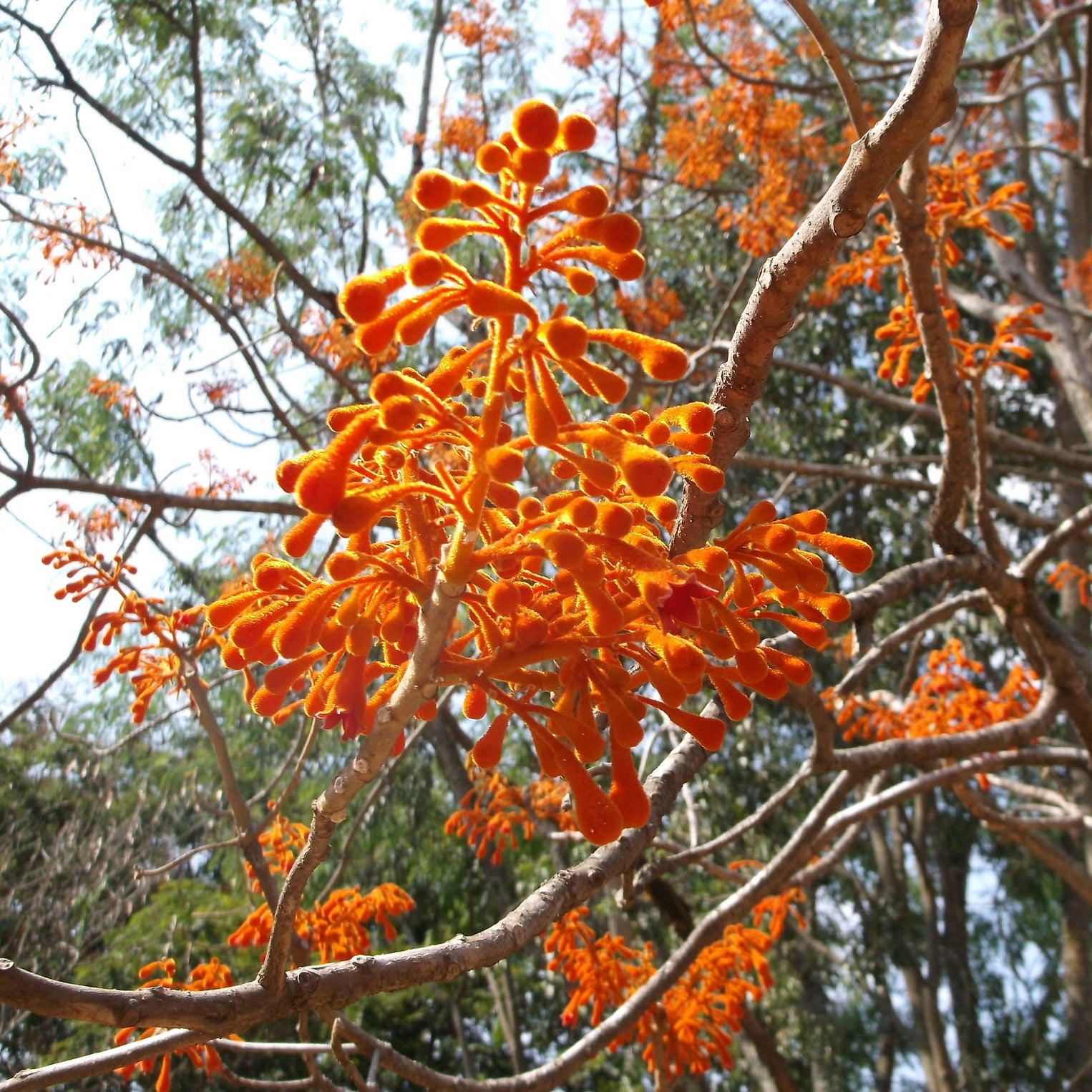 Sterculia Colorata 'Firmiana Colorata' - Bonfire Tree For Sale ...