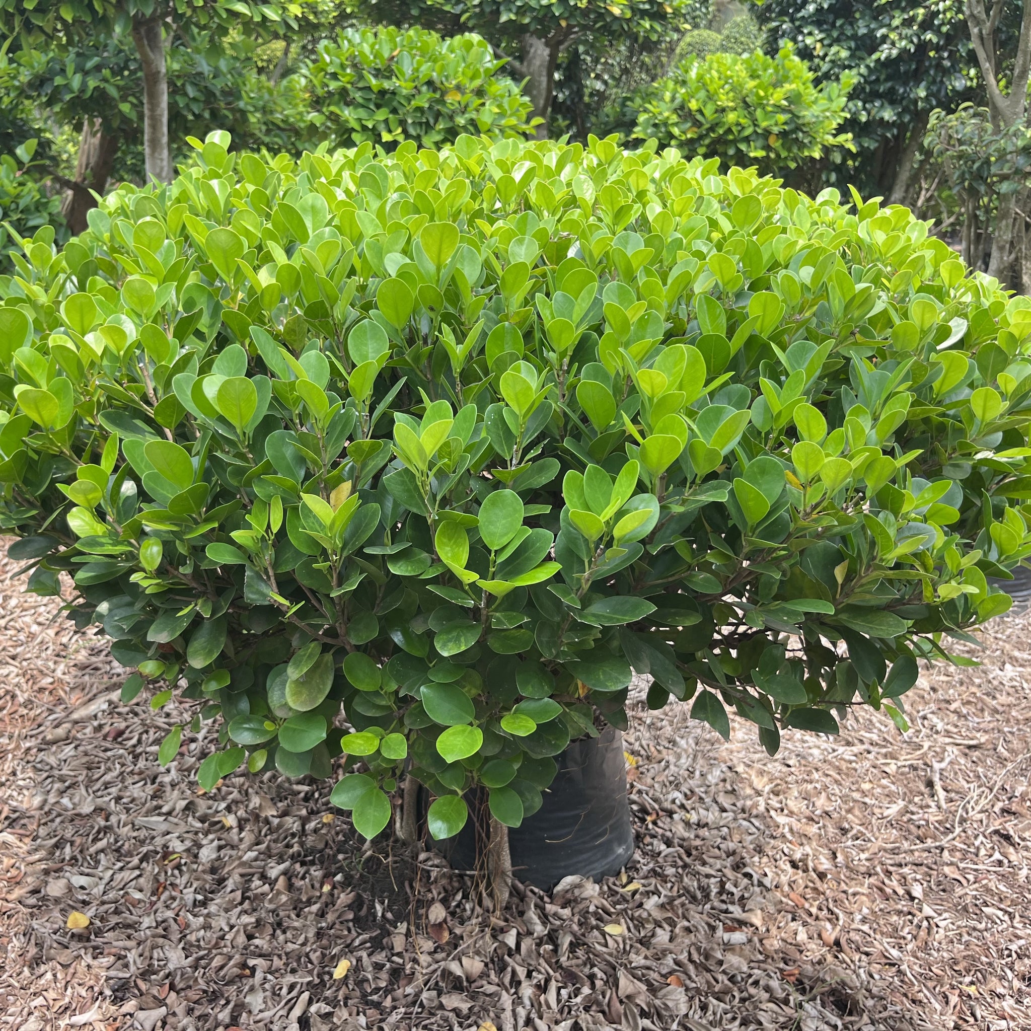 Topiary Plants — Mahindra Nursery