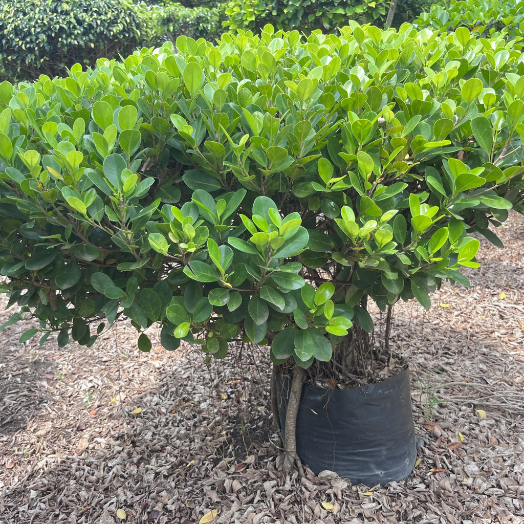 Topiary Plants — Mahindra Nursery