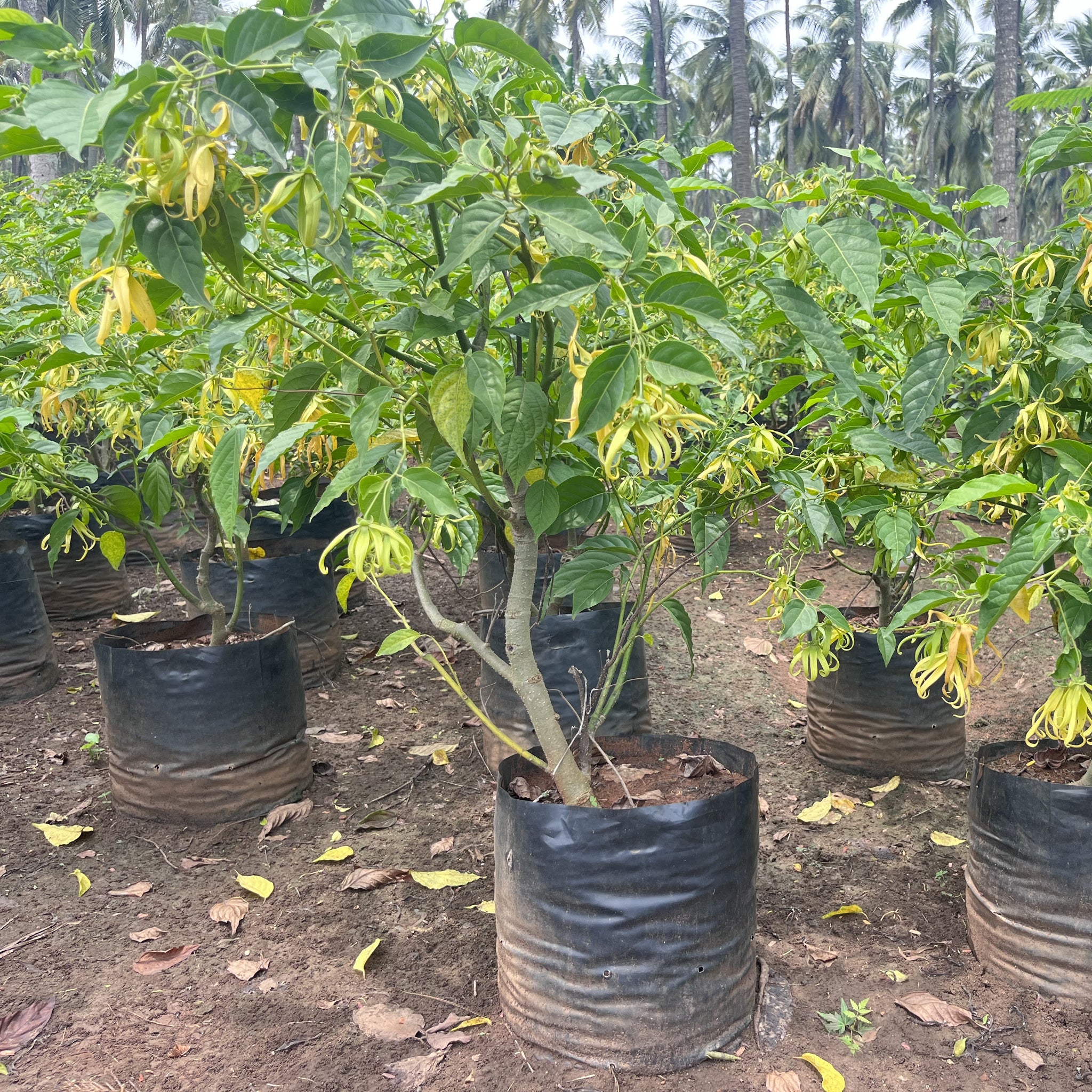 Affordable Flowering Plants | Kadiyam Nursery Plants Online — Mahindra ...