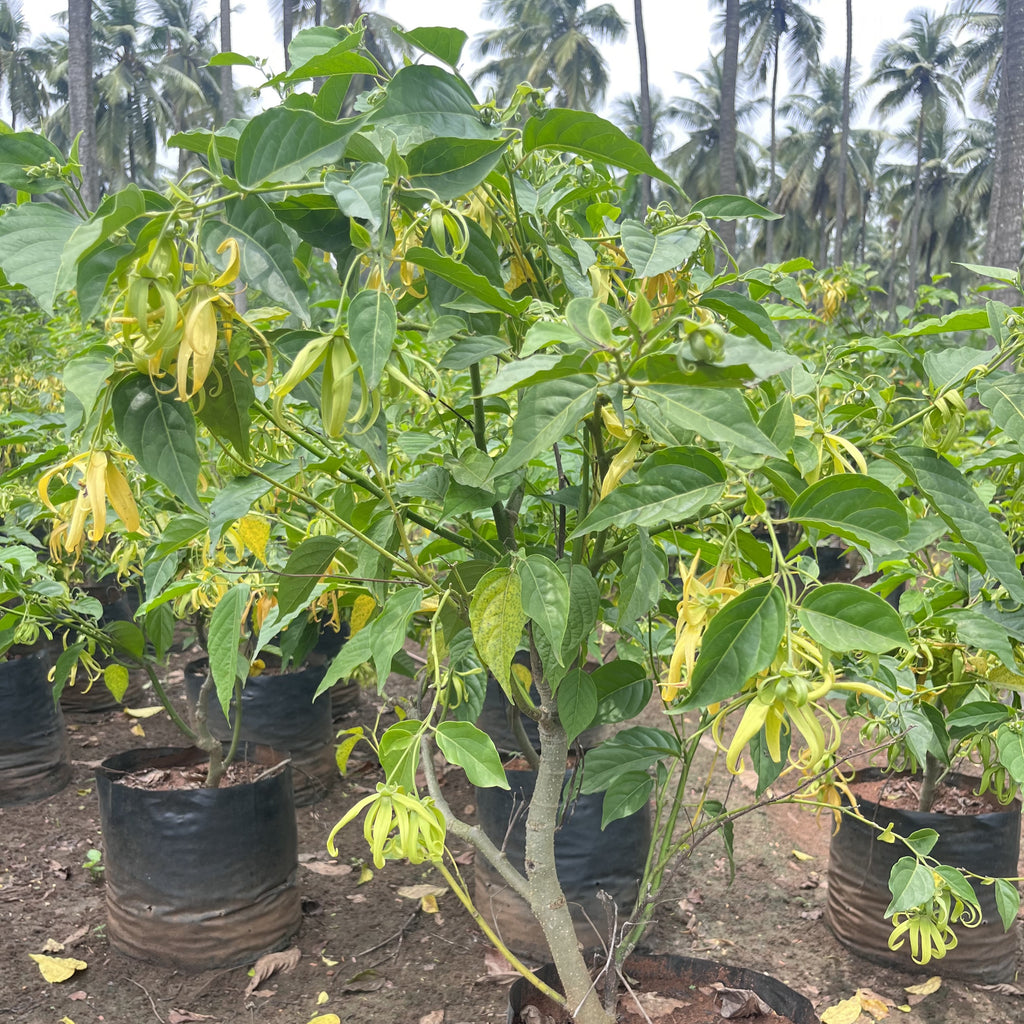 Affordable Flowering Plants | Kadiyam Nursery Plants Online — Mahindra ...