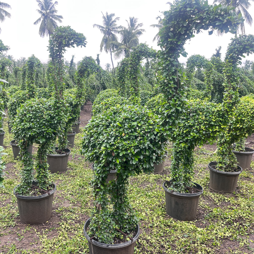 Topiary Plants — Mahindra Nursery