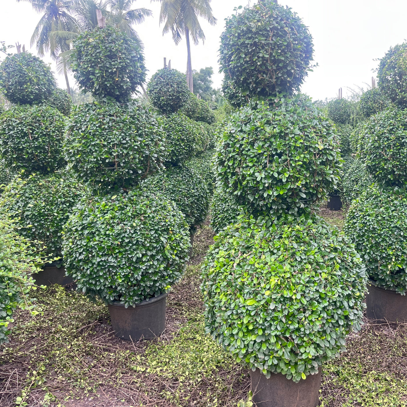 Carmona Microphylla 'Ficus Triple Ball' - Elegant Topiary Plant for Sa ...