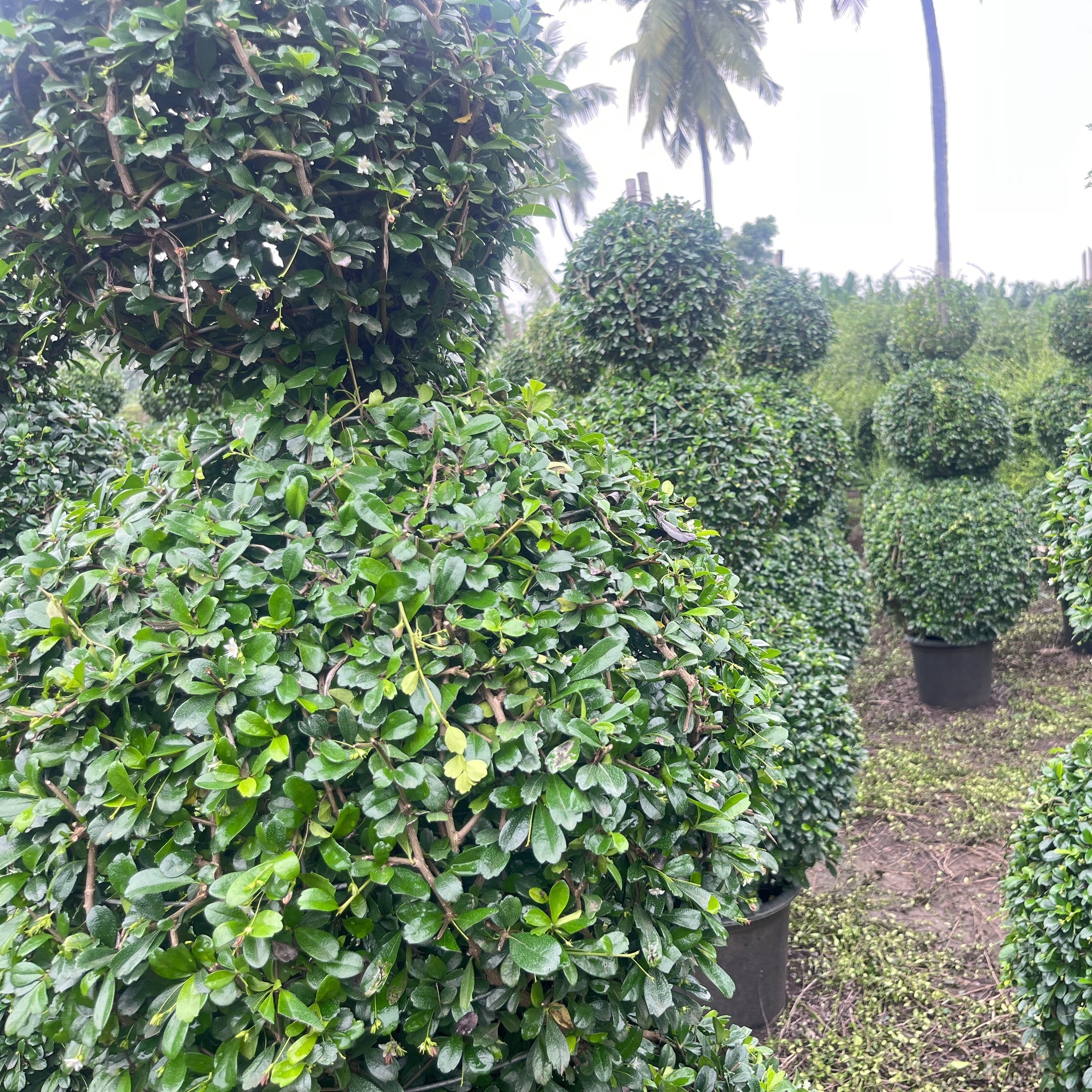 Topiary Plants — Mahindra Nursery