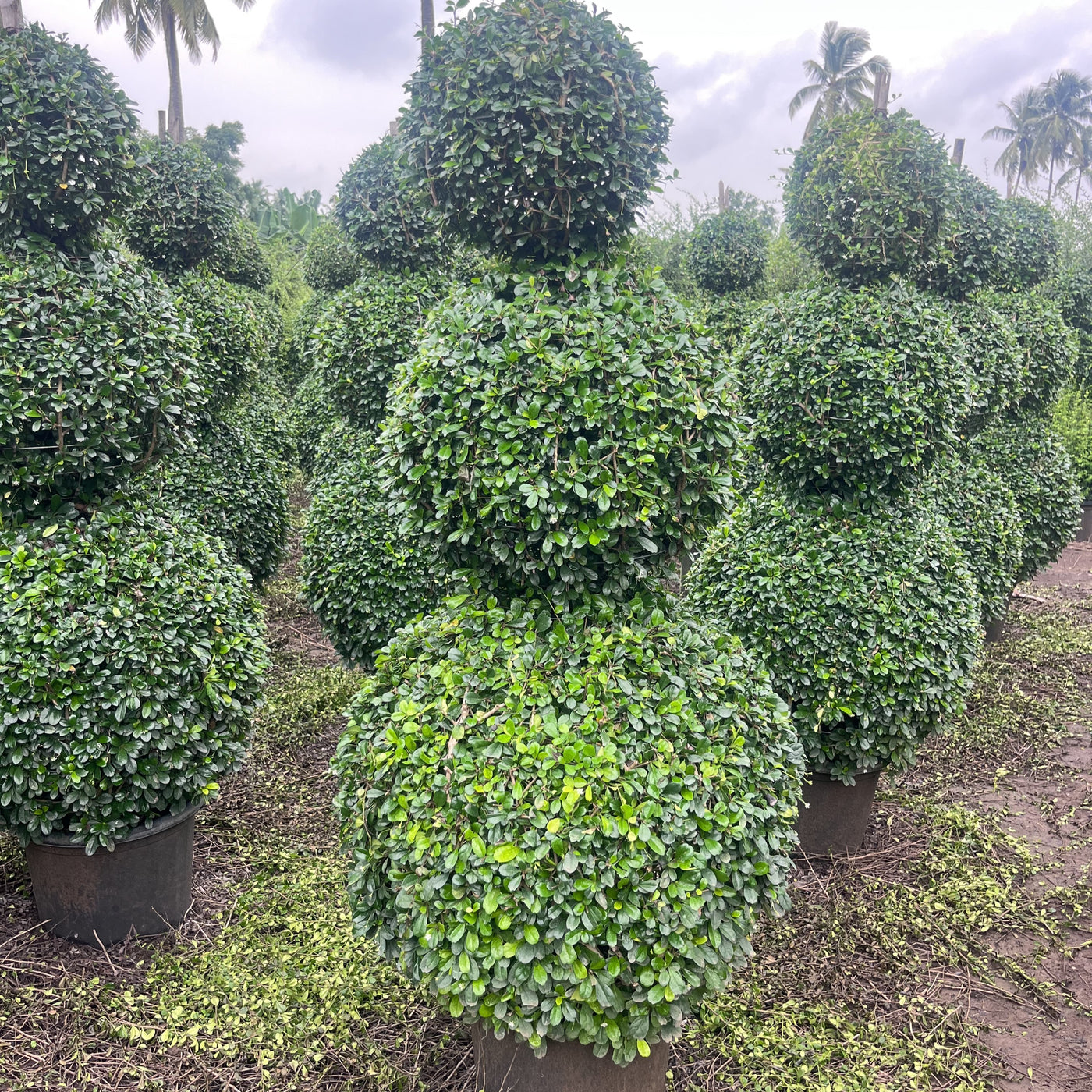 Carmona Microphylla 'Ficus Triple Ball' - Elegant Topiary Plant for Sa ...