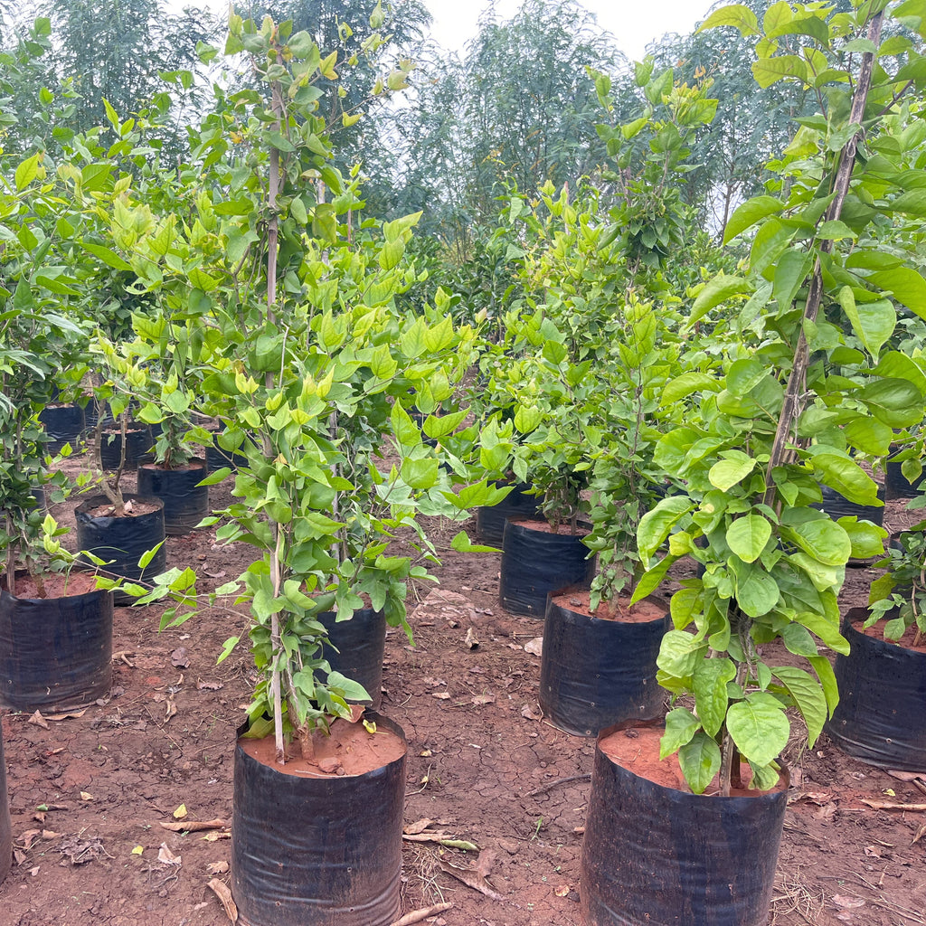 Kadiyam Nursery Plants | Your Source for Medicinal Plants — Mahindra ...