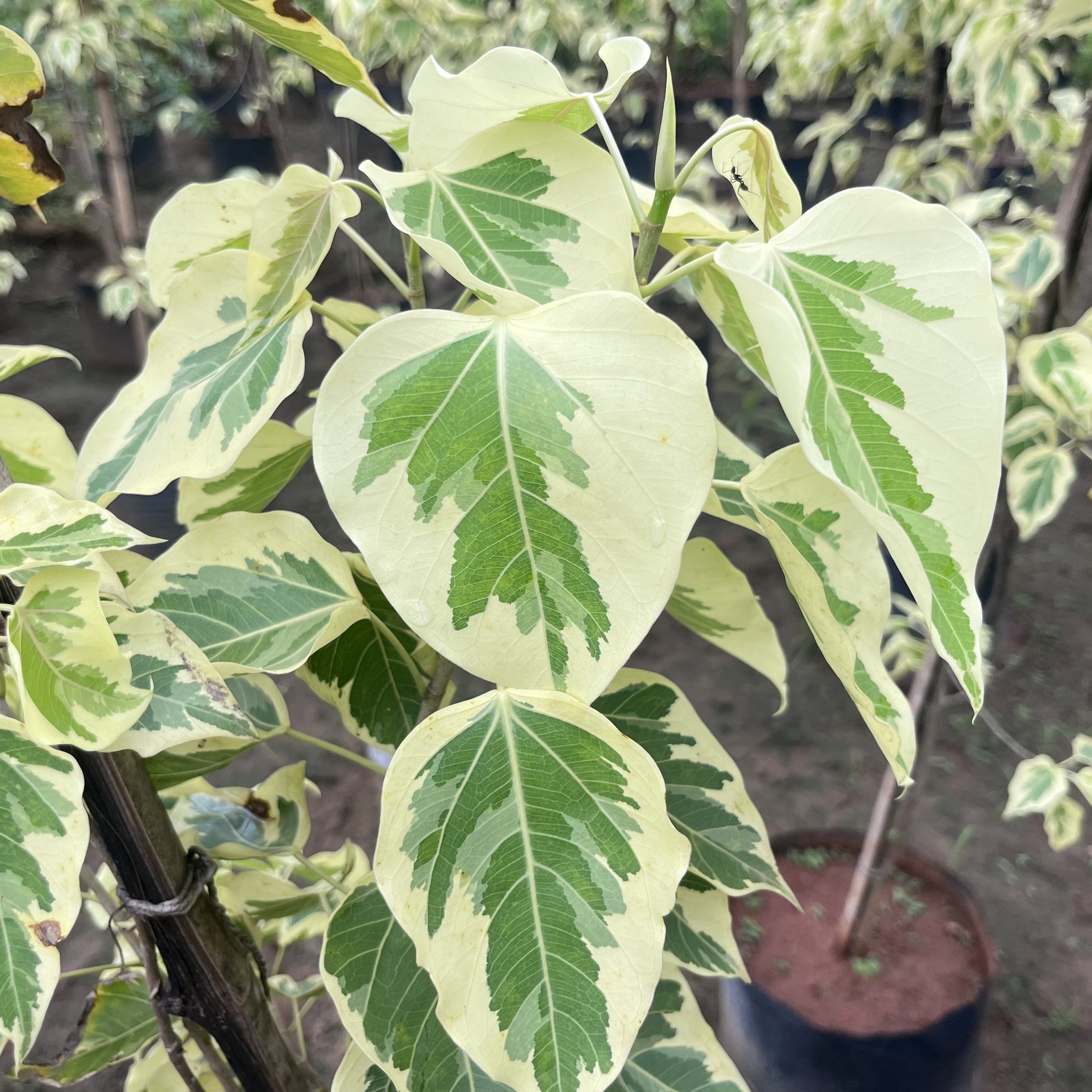 Beautiful Variegated Ficus religiosa Bodhi Tree Plant - Buy Now ...