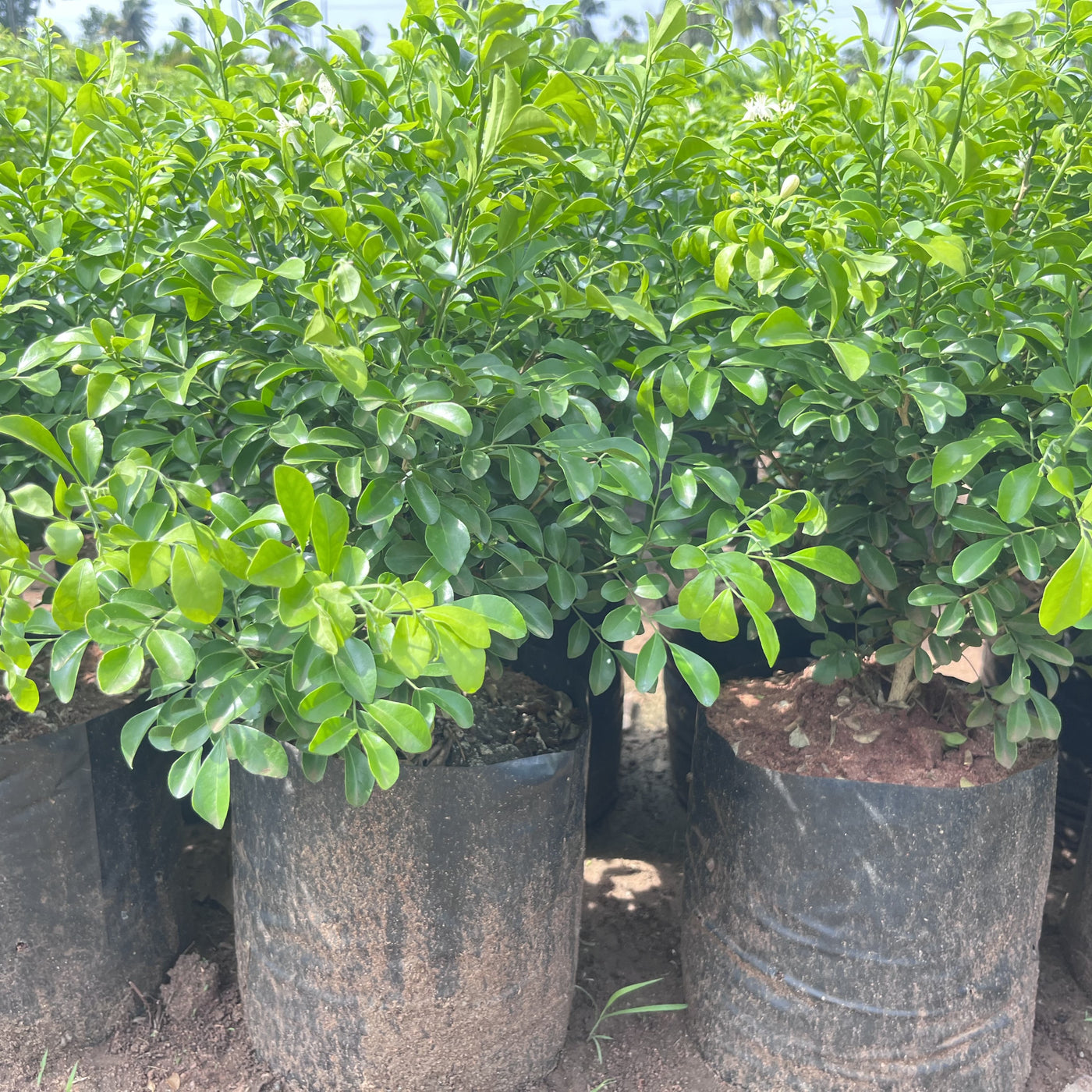 Stunning Murraya Paniculata Calcutta Kamini Plant - Buy Now and Add Be ...