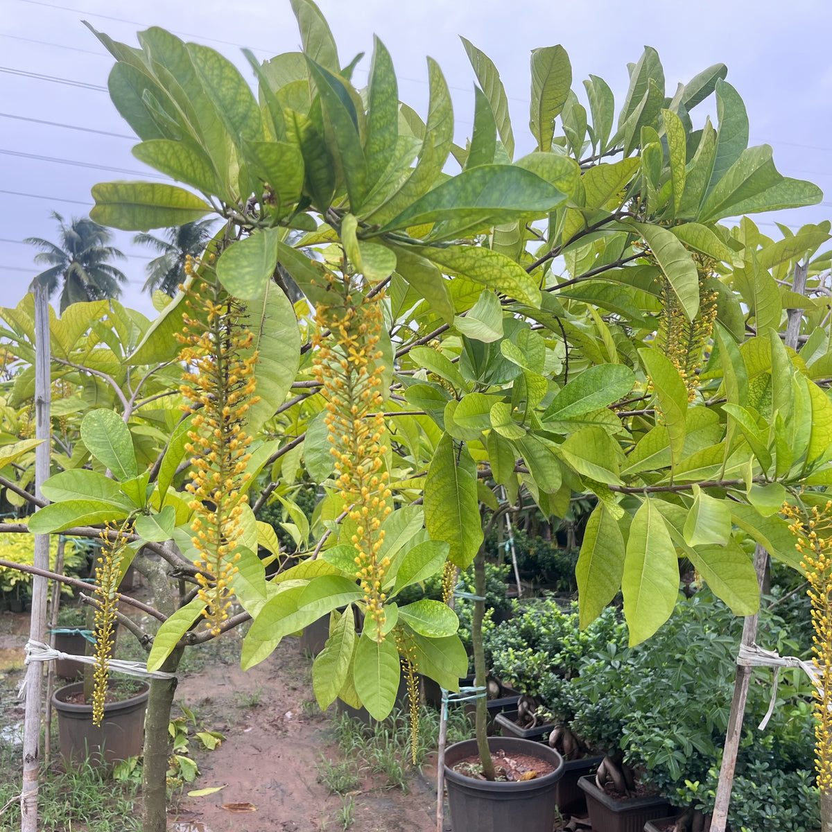 Lophanthera lactescens 'Golden Chain' Tree for Sale — Mahindra Nursery