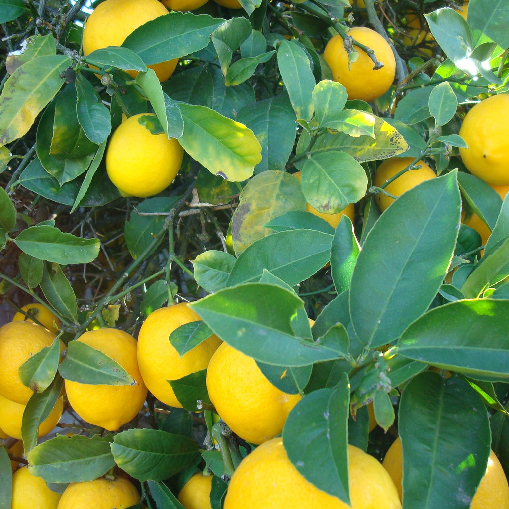 Kadiyam Nursery | The Best Choice for Lemon Trees — Mahindra Nursery