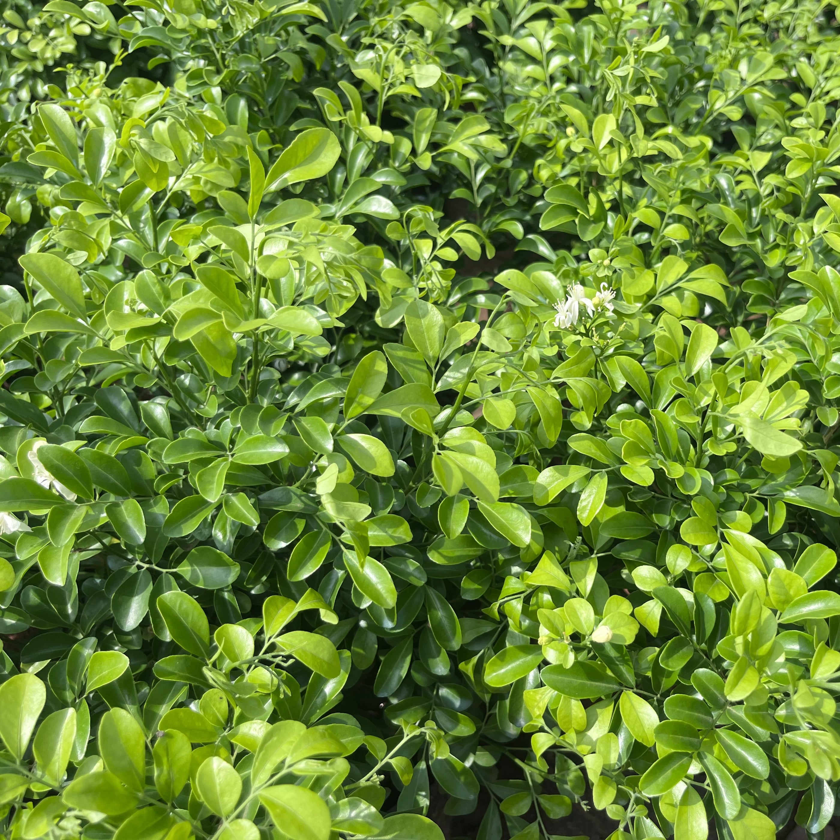 Stunning Murraya Paniculata Calcutta Kamini Plant - Buy Now and Add Be ...