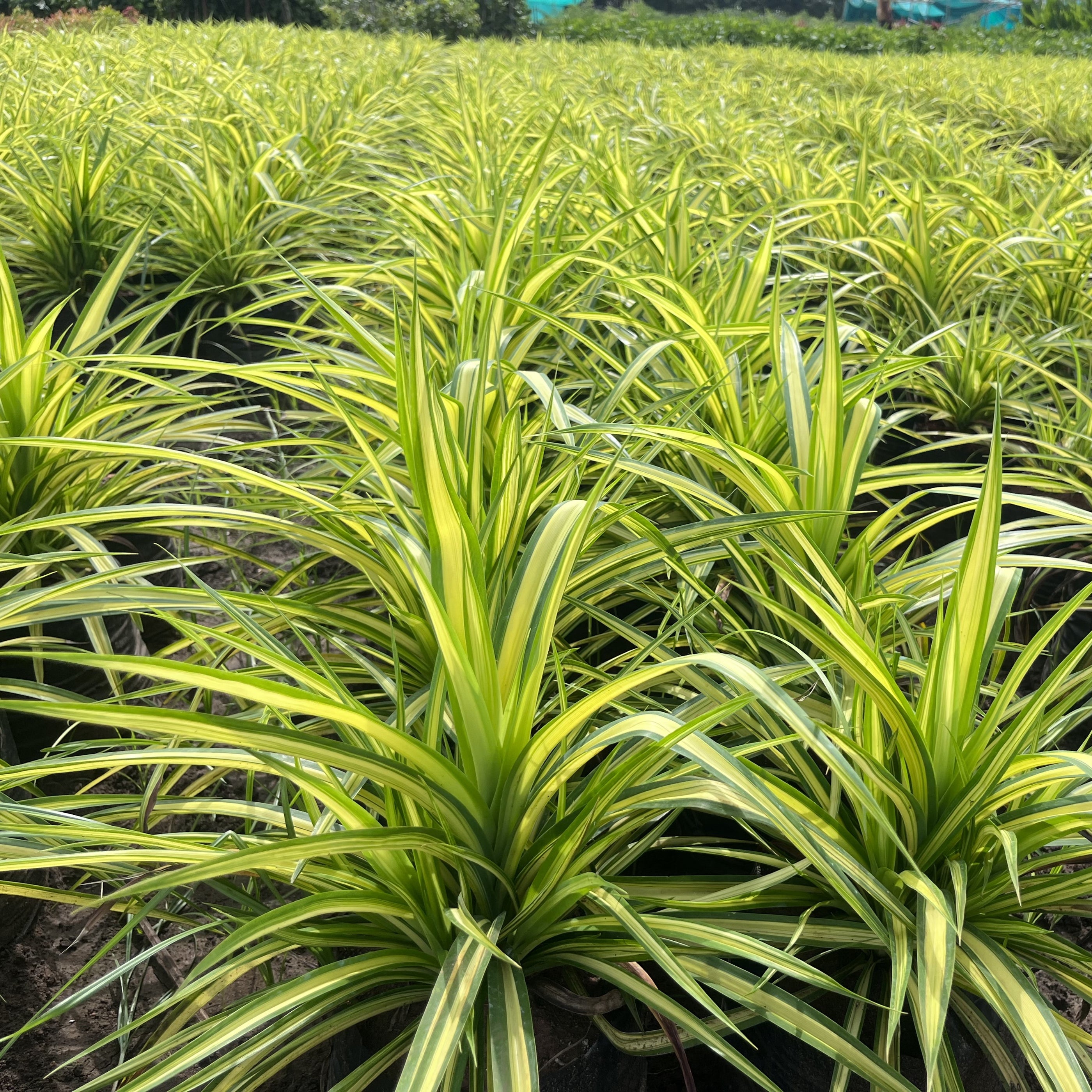 Buy Beautiful Variegated Pandanus Sanderi and Veitchii Screw Pine Plan ...