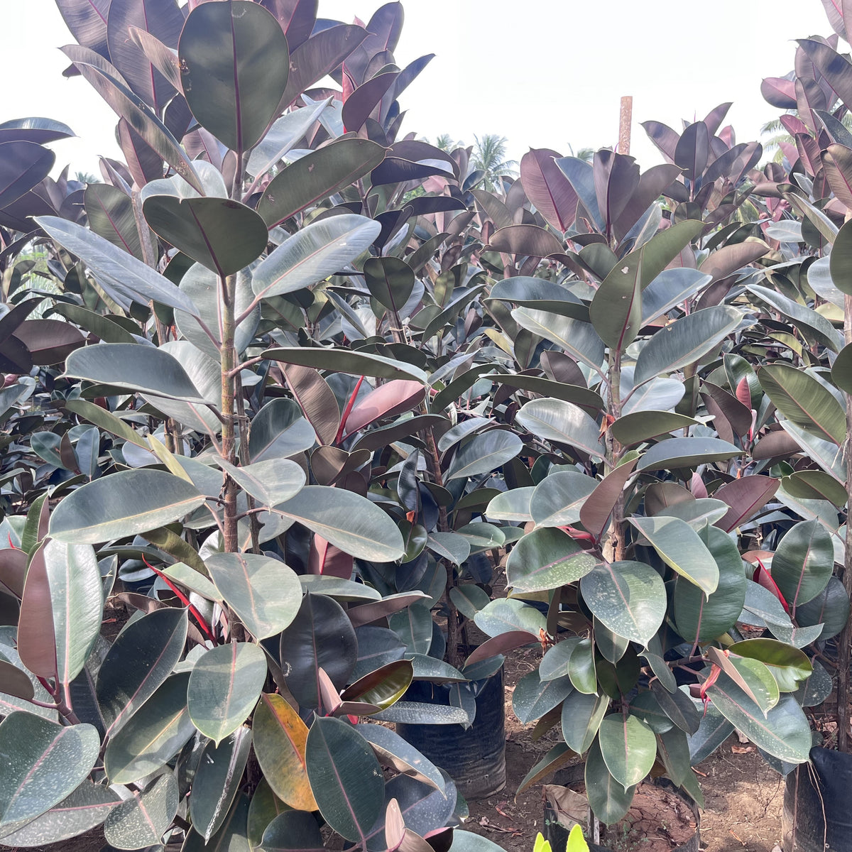 Buy Exotic Ficus Elastica Decora Rubra Black Prince Plant - Add a Touc ...
