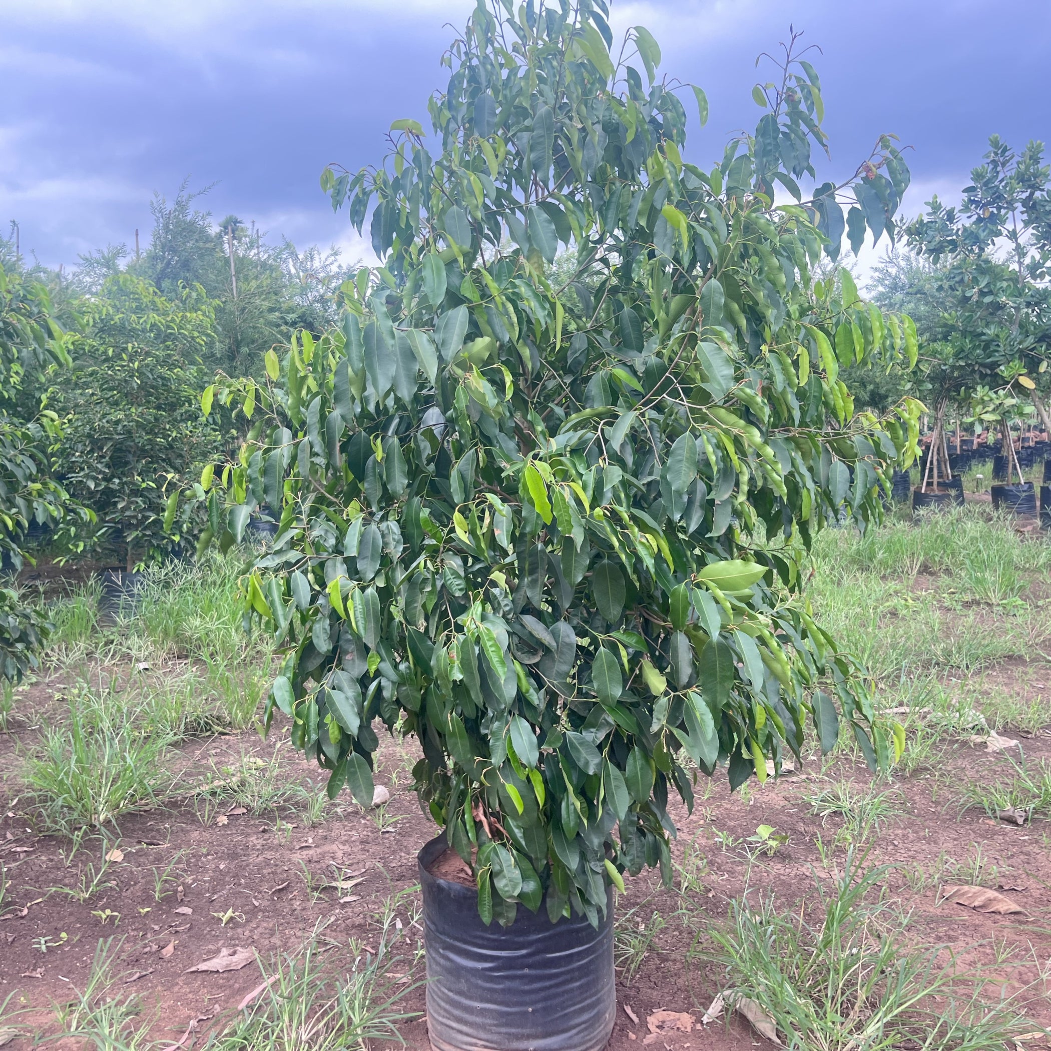 Mimusops elengi | Pagoda Tree | Indian Medlar | Spanish Cherry Live pl ...