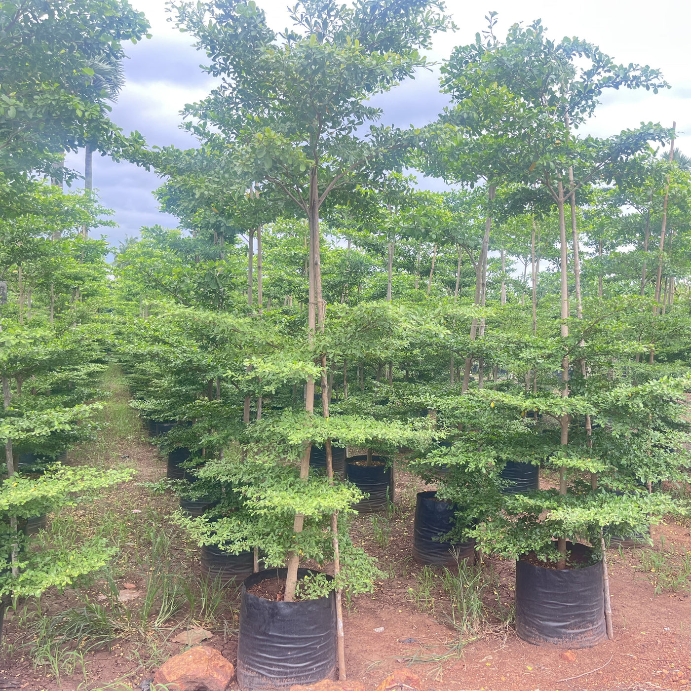 Terminalia Mantaly Trees for Sale | Enhance Your Landscape Today ...
