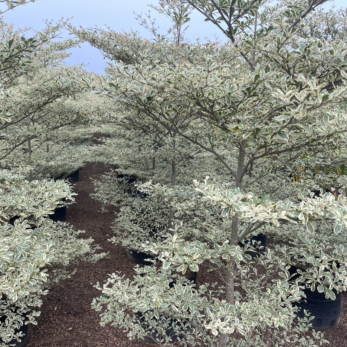 Shop the Strikingly Beautiful Variegated Mantaly Plant - Terminalia ma ...