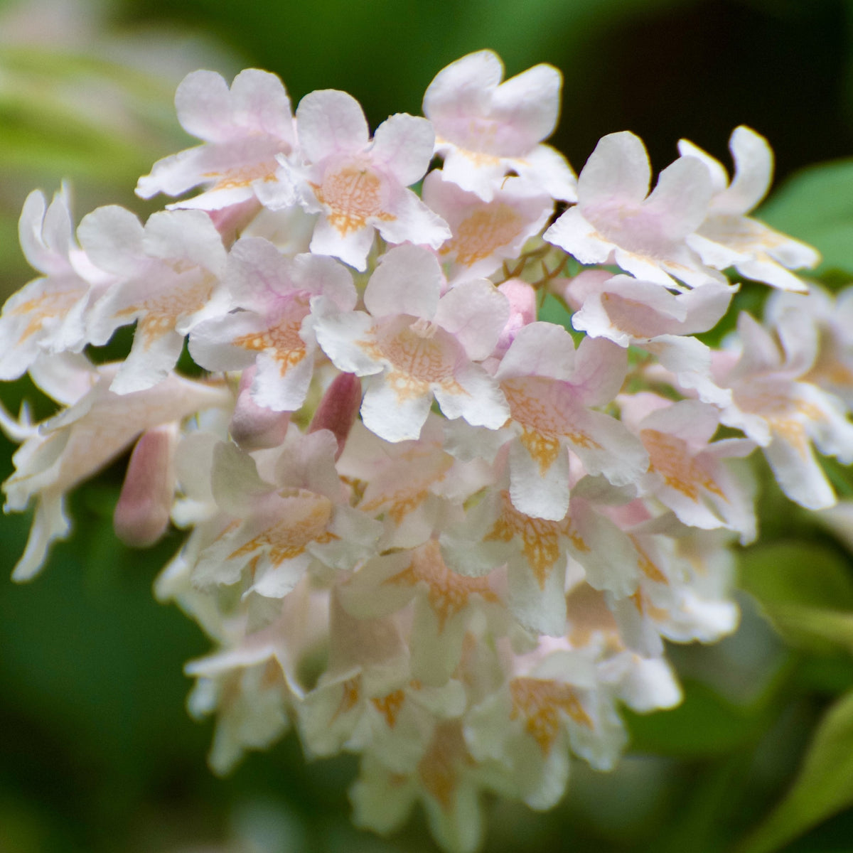 Kolkwitzia Amabilis 'Linnaea Amabilis' Beauty Bush - Available for Sal ...