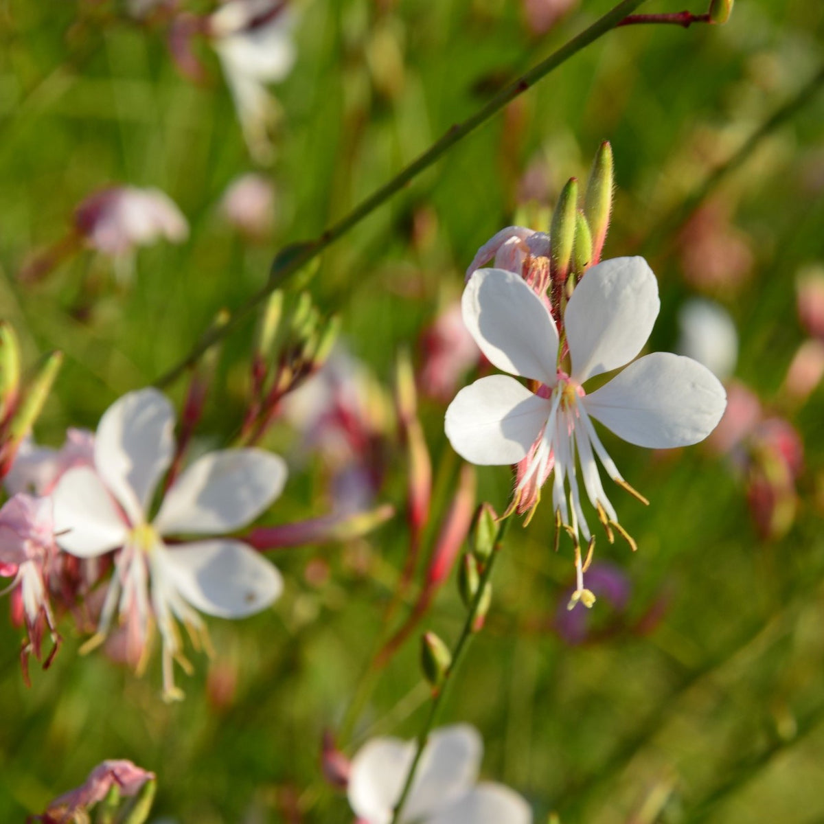 Gaura Plant for Sale | Beautify Your Garden Today! — Mahindra Nursery