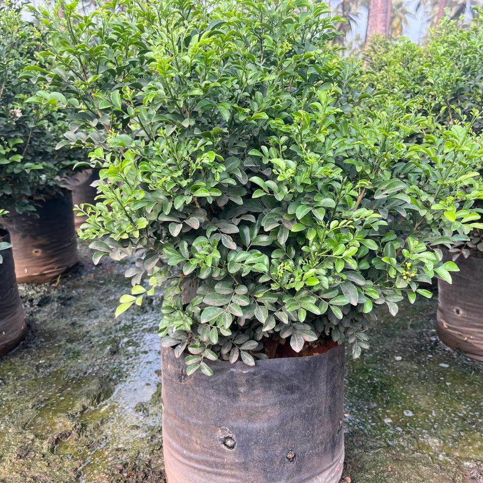 Stunning Murraya Paniculata Calcutta Kamini Plant - Buy Now and Add Be ...
