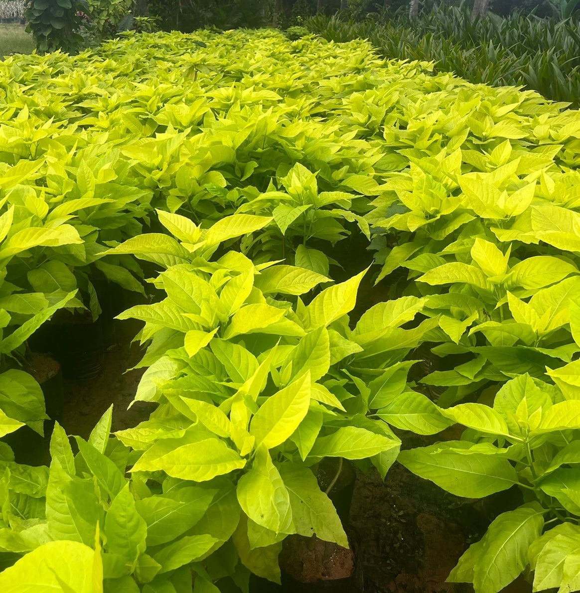 Buy Pisonia Alba (Koles-Maluko) Plant - Exotic and Rare Tropical Plant ...