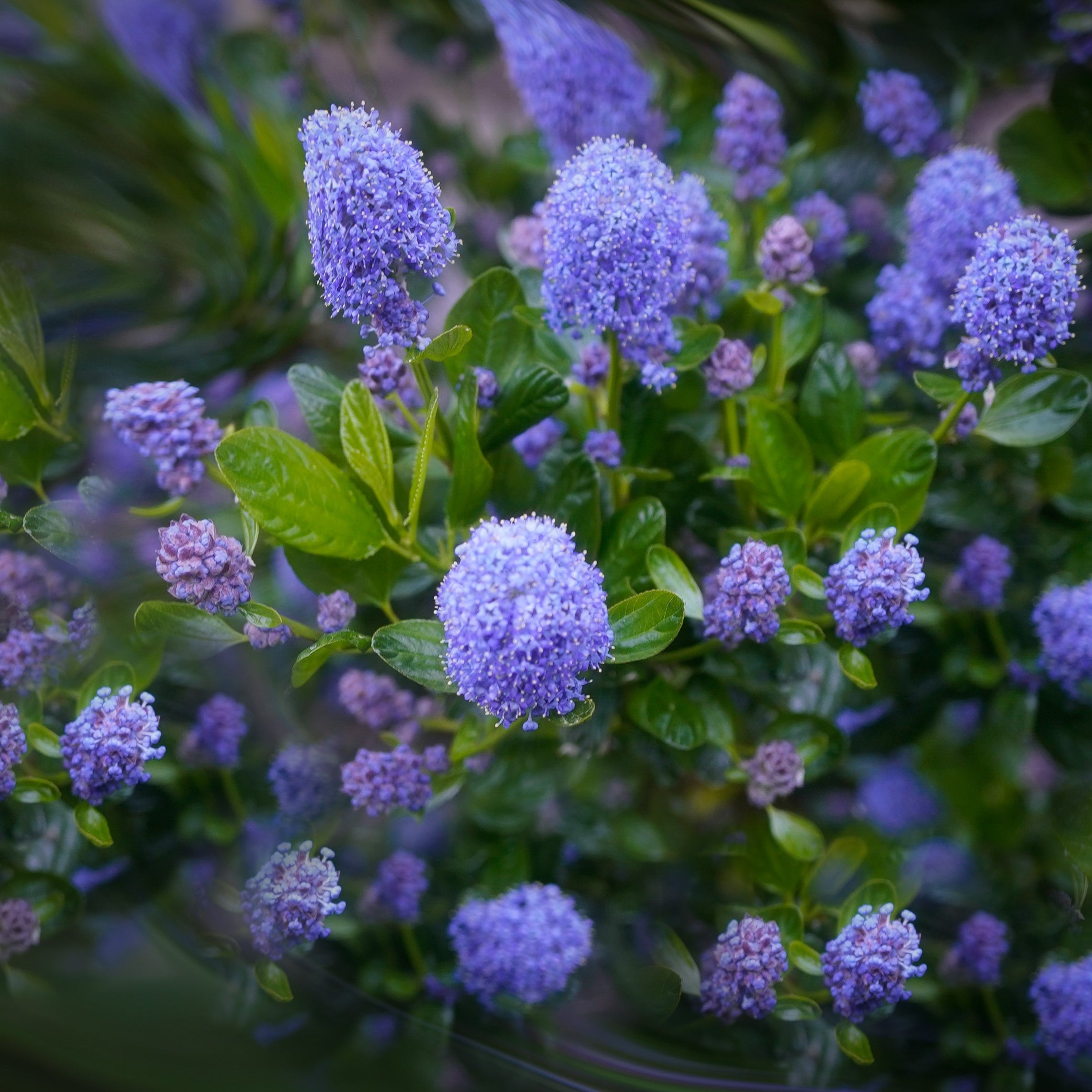 California Dreaming: Vibrant Ceanothus (California Lilacs) Plants for ...