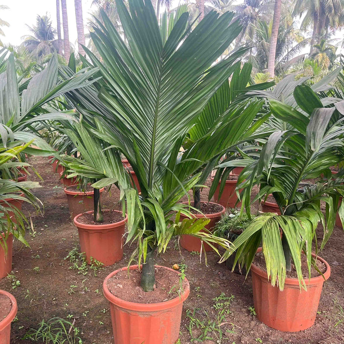 Dwarf Areca Catechu | The Perfect Small Space Palm for Your Home ...