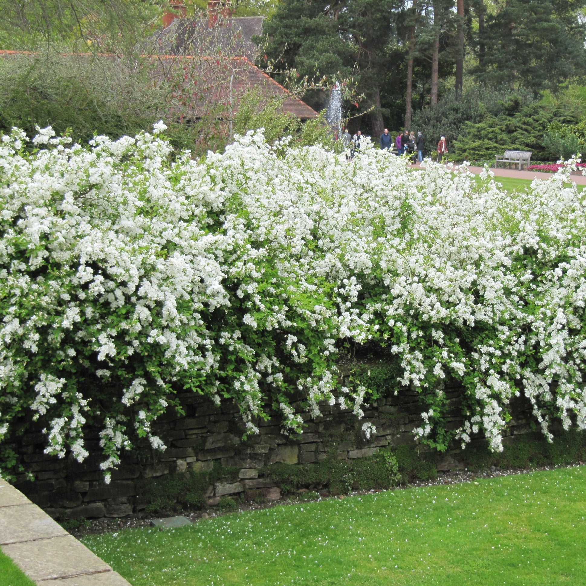 Exquisite Exochorda racemosa 'Pearlbush, The Bride' - Add Elegance to ...