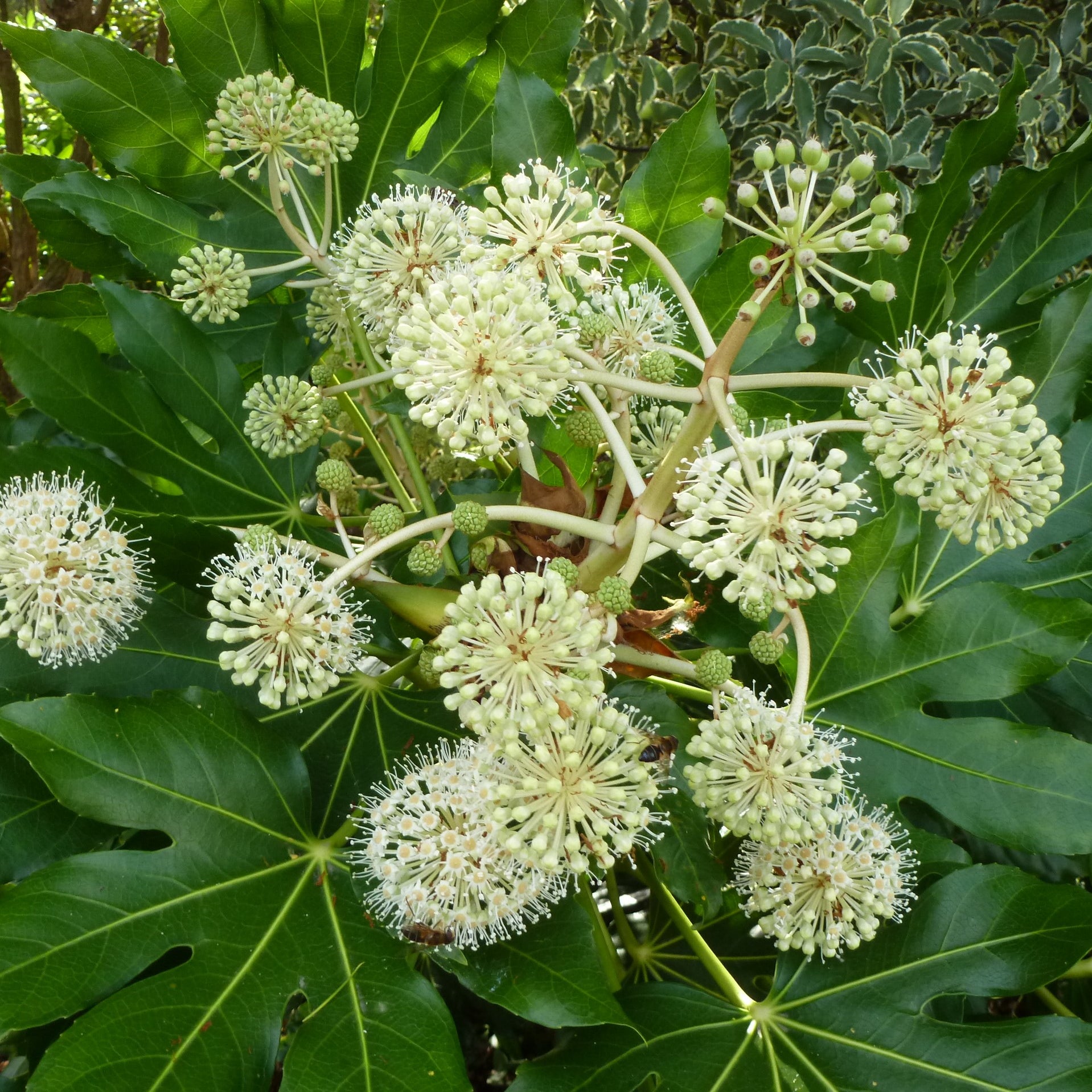 Buy Japanese Aralia Plant - Fatsia japonica - Add Exotic Beauty to You ...