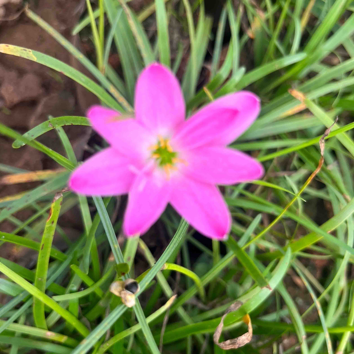 Zephyranthes grandiflora | Thunder Lily Pink | Zephyr-lily | Flower Of ...