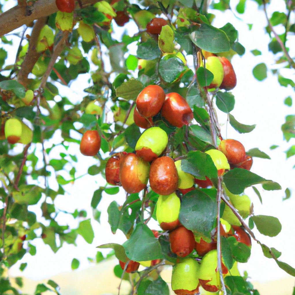 Exotic Red Sundari Apple Ber Jujube Fruit Layering Plant - Add a Touch ...