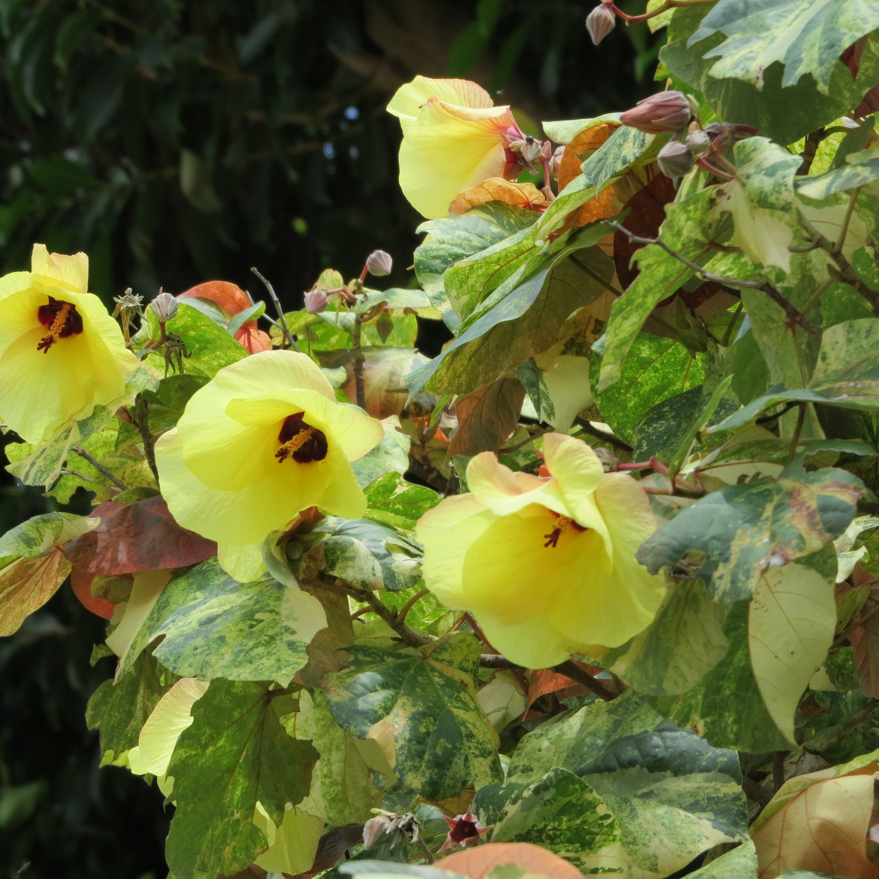 Beautiful Variegated Cottonwood (Hibiscus tillaceus variegatus) for Sa ...