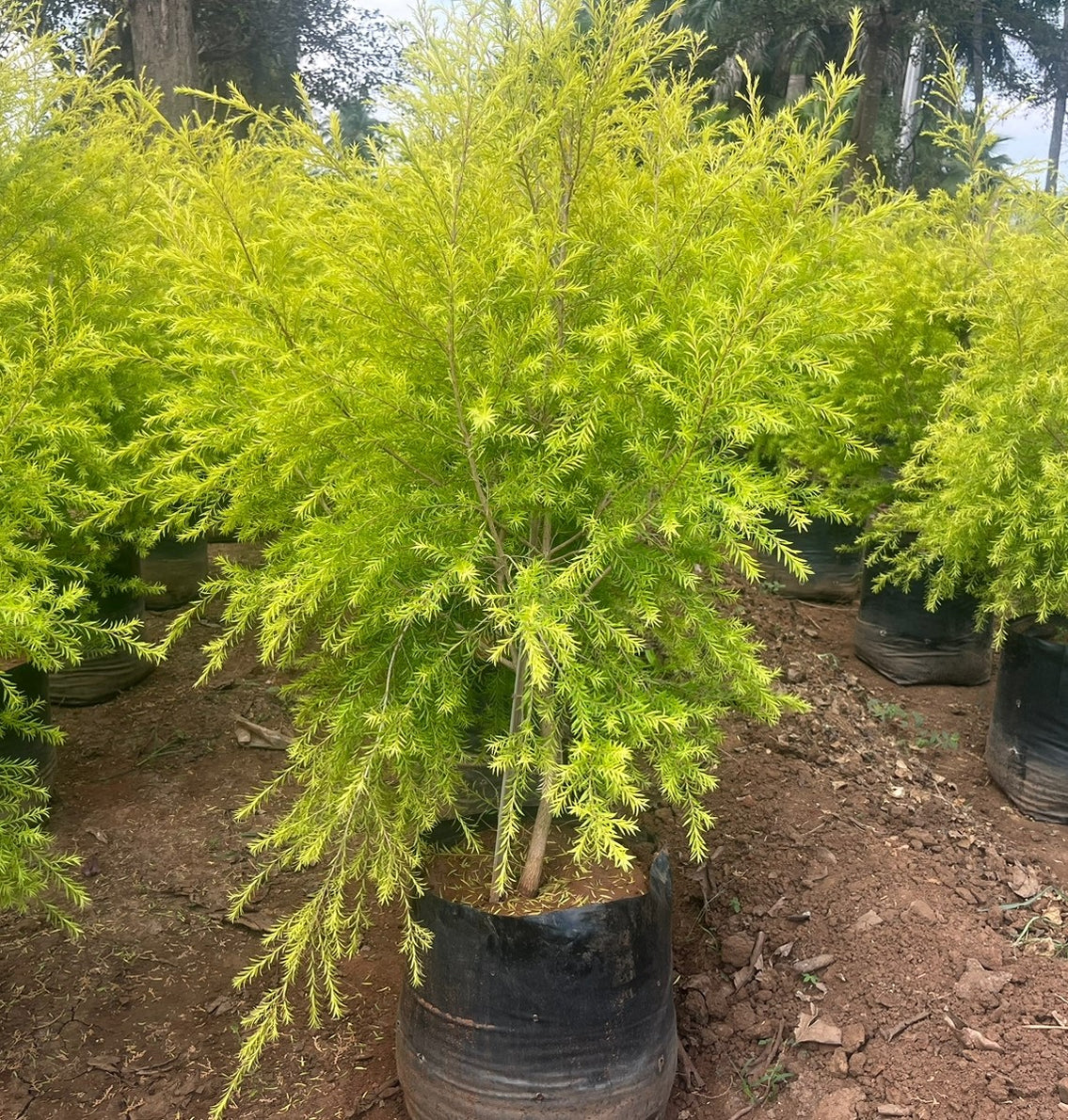 Experience the Golden Beauty with Melaleuca Bracteata Golden Crest - T ...