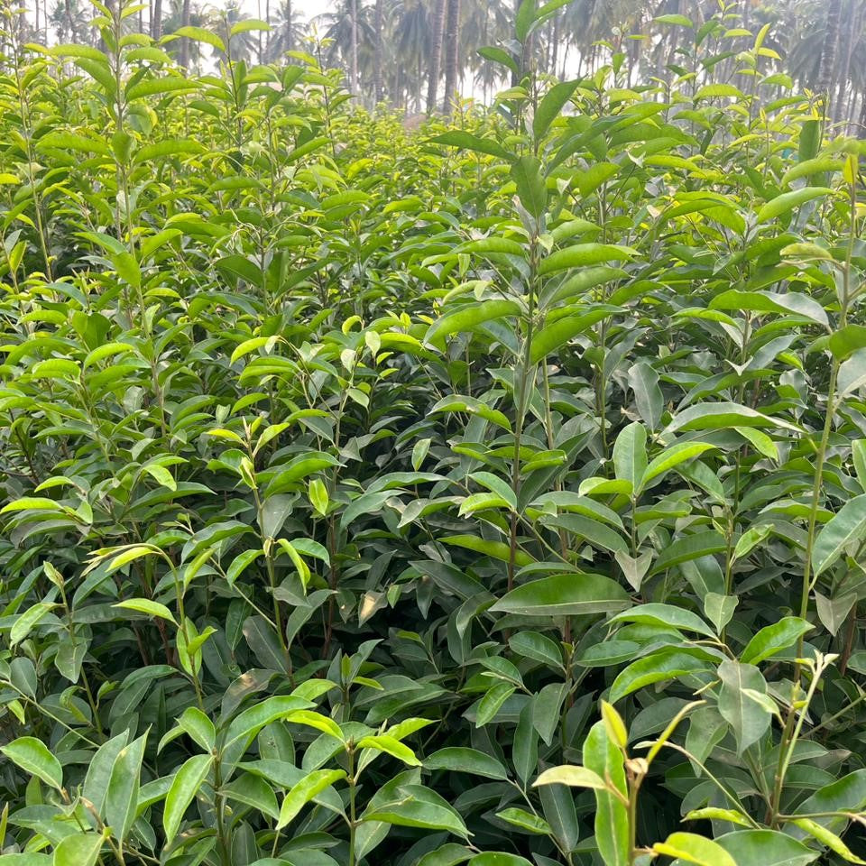 Mimusops elengi | Pagoda Tree | Indian Medlar | Spanish Cherry Live pl ...