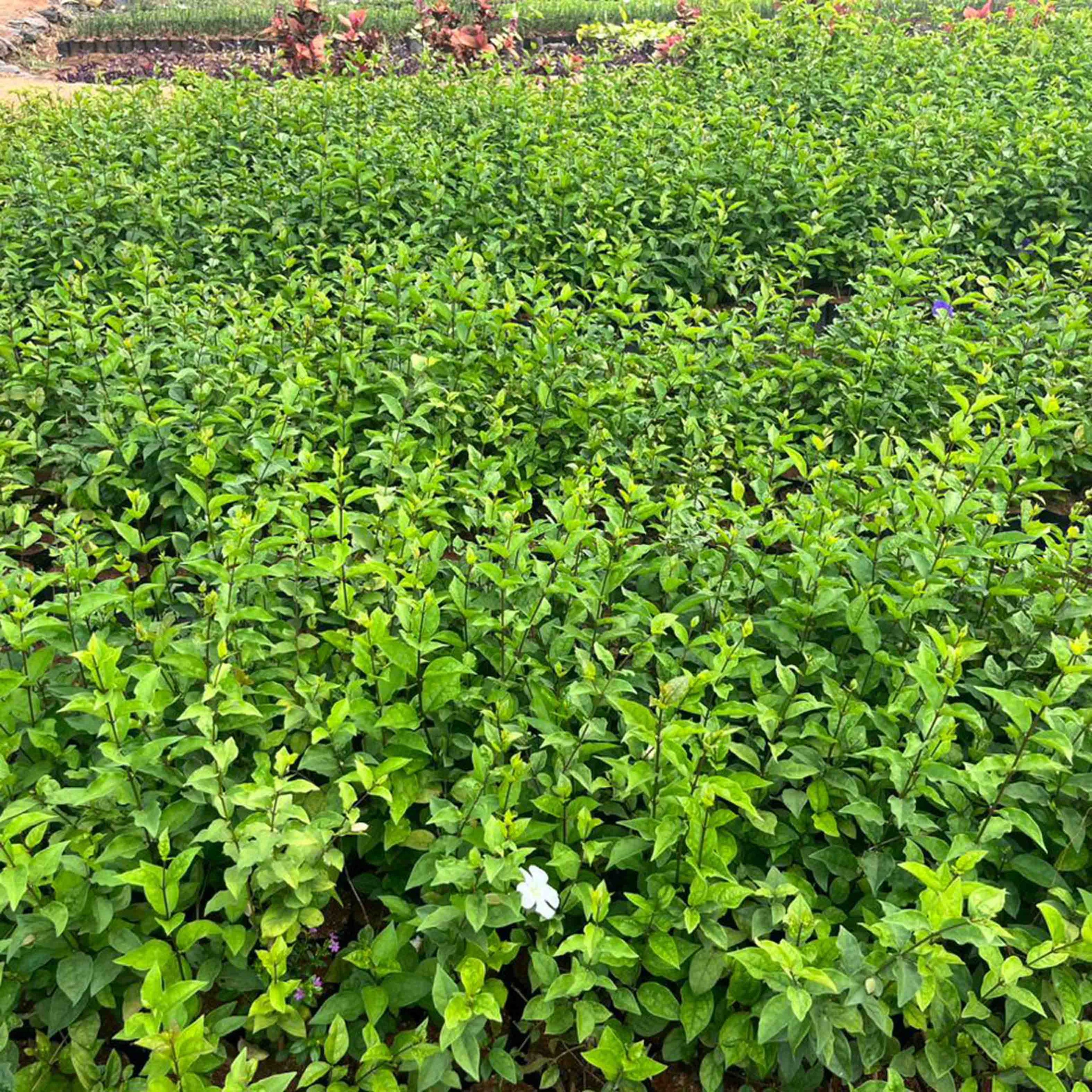 Gorgeous White Meyenia Erecta Alba Thunbergia Plant for Sale — Mahindra ...