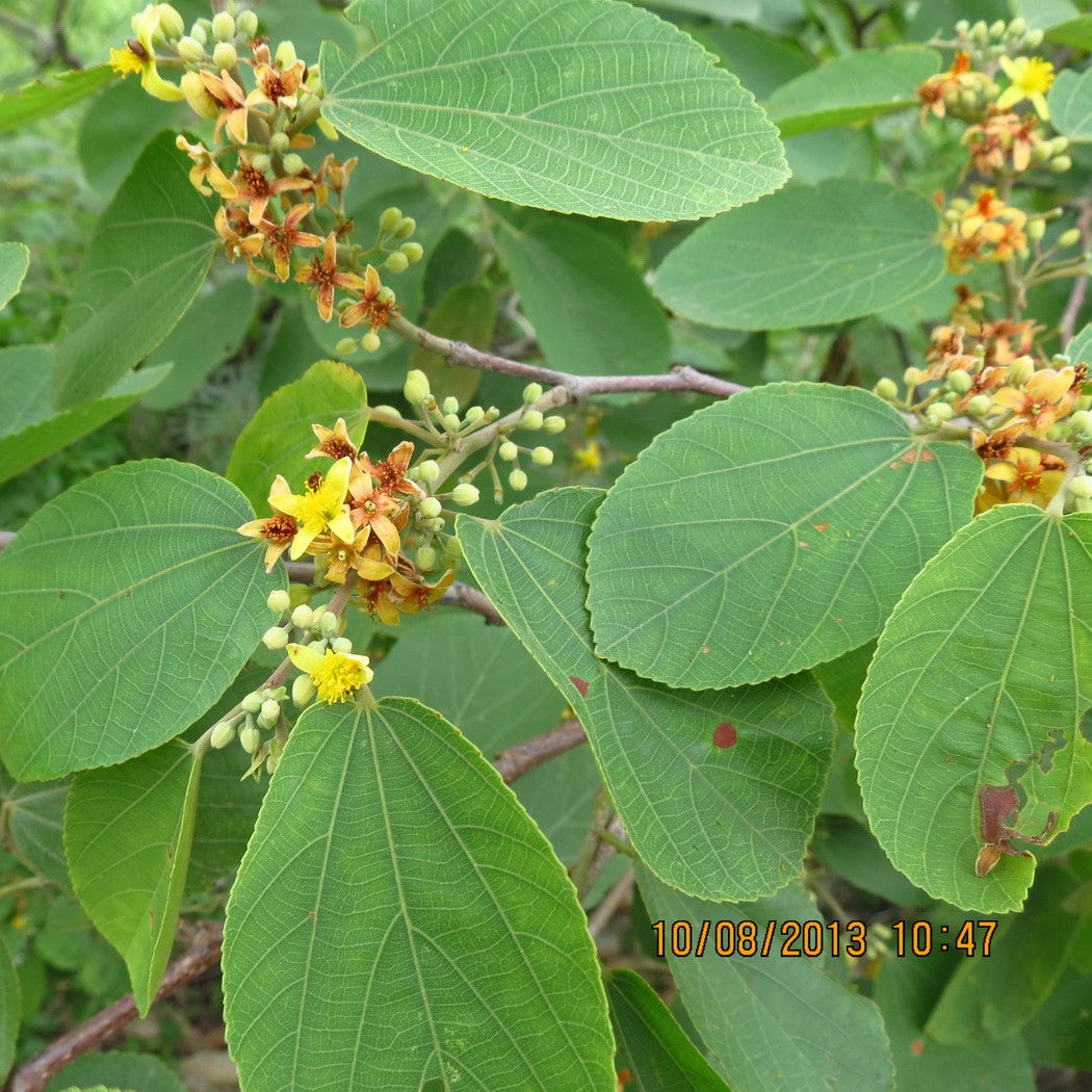 Buy High-Quality Grewia Asiatica and Phalsa Plants Online Today ...