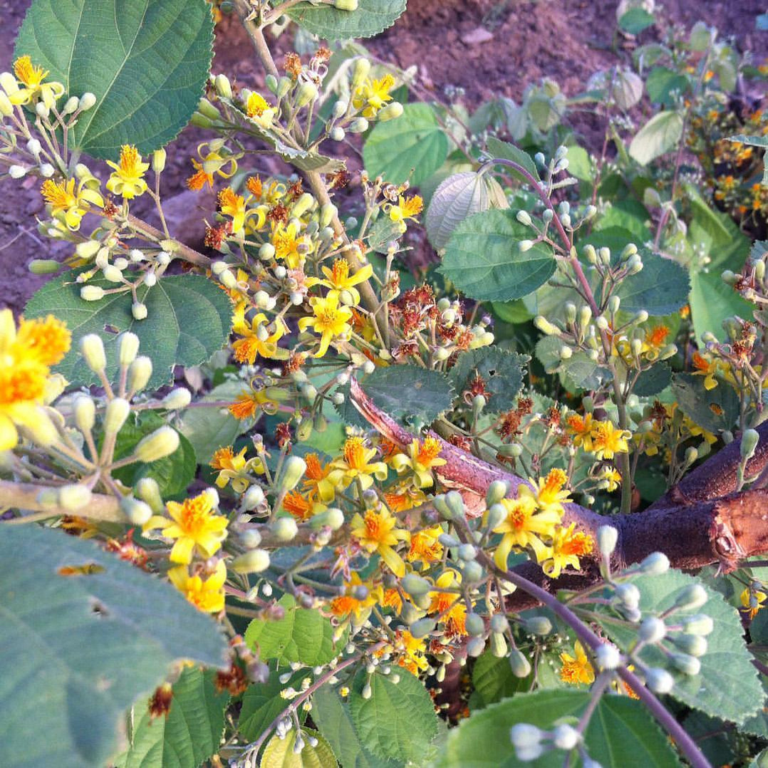 Buy High-Quality Grewia Asiatica and Phalsa Plants Online Today ...