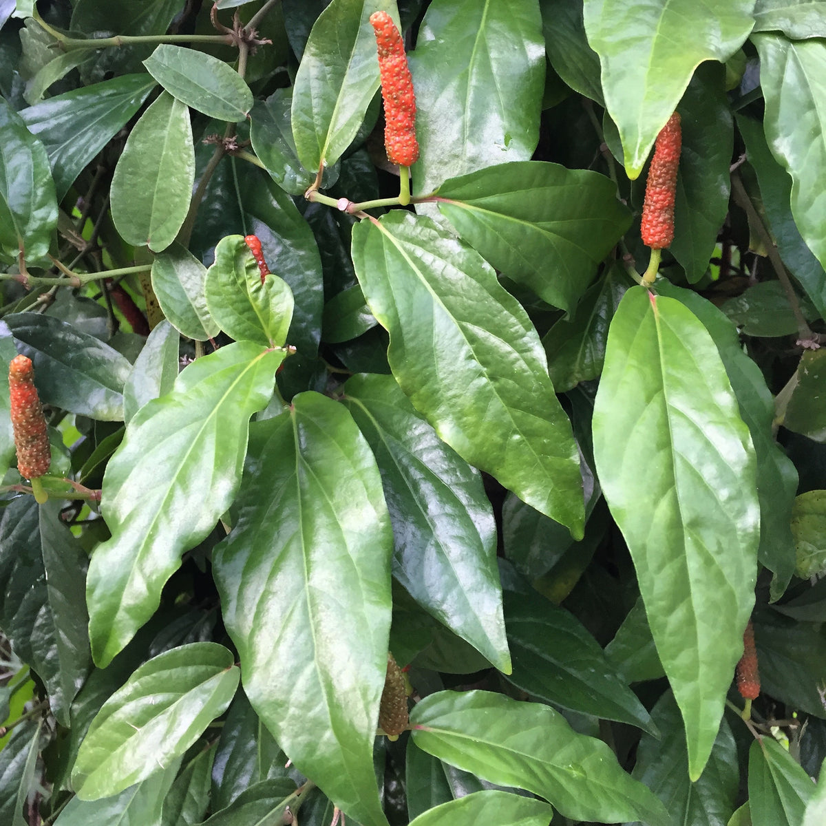 Pippali (Piper longum) Plant for Sale - Buy Online Now! — Mahindra Nursery
