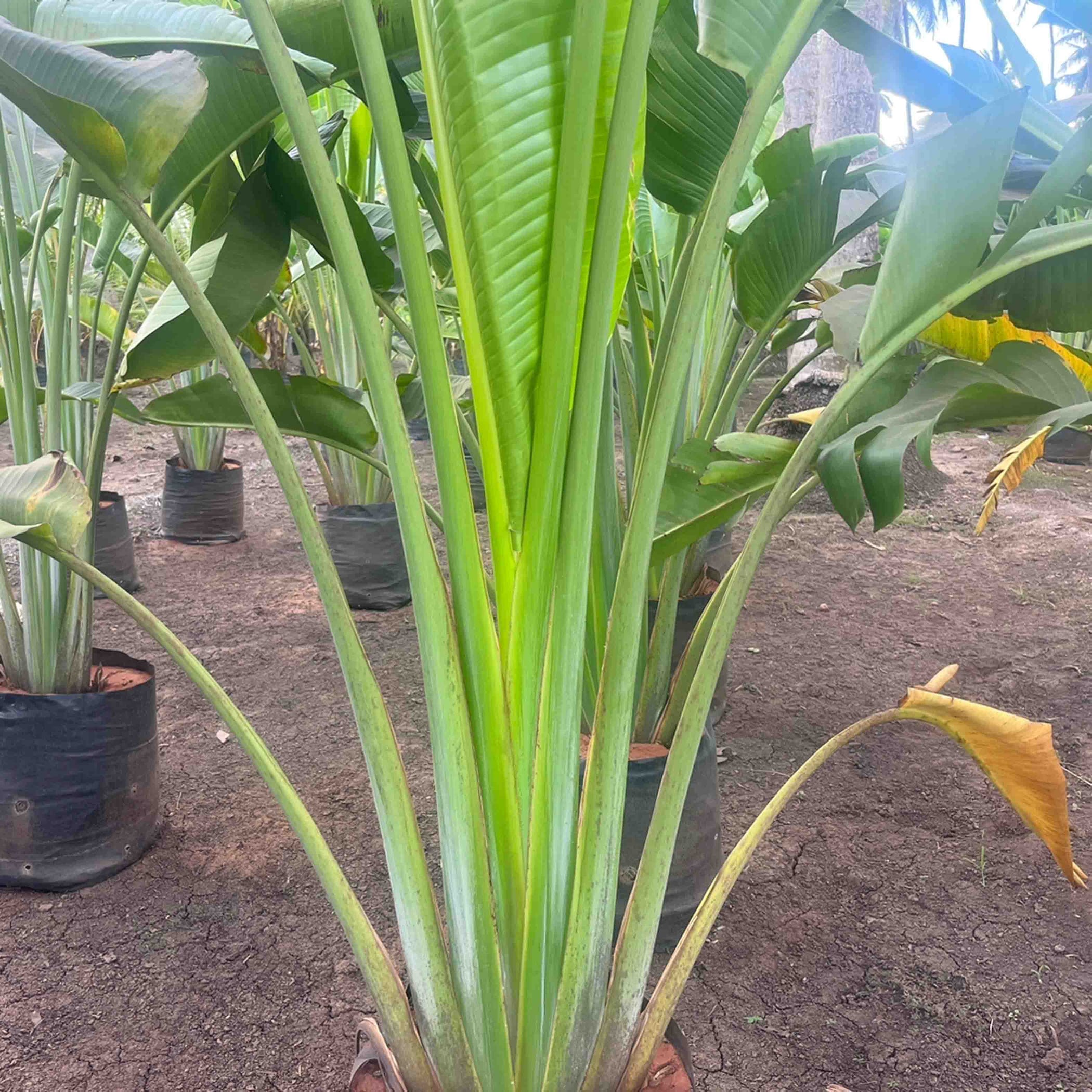 Bring the Beauty of Madagascar to Your Home: Buy Ravenala Madagascarie ...