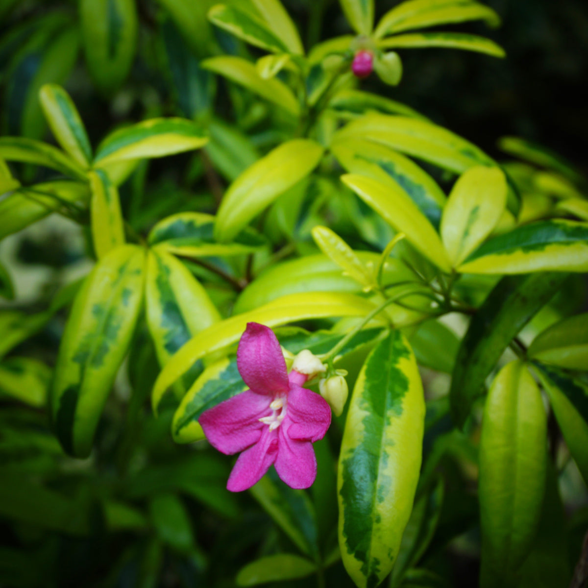 Beautiful Variegated Lemonia Spectabilis Plant - Add a Pop of Color to ...
