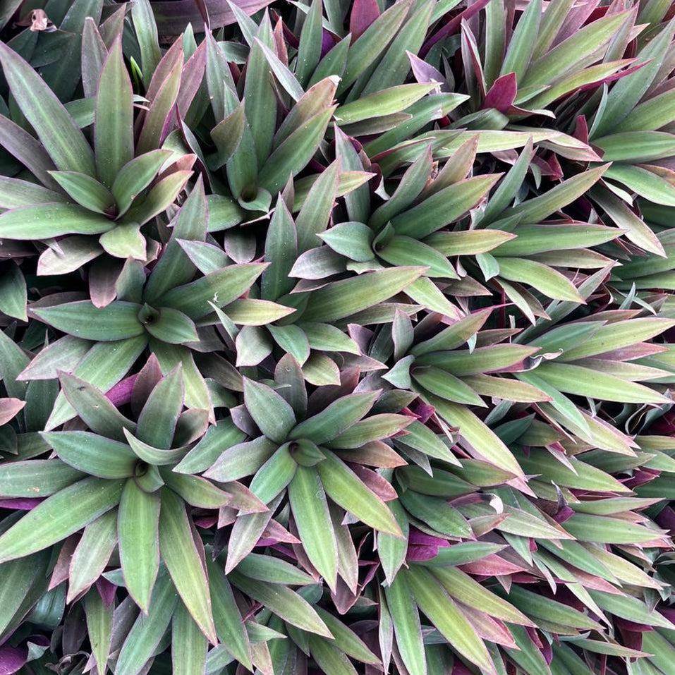 Kadiyam Nursery Plants Online | Buy Rhoeo Plant and Other Garden Plants ...