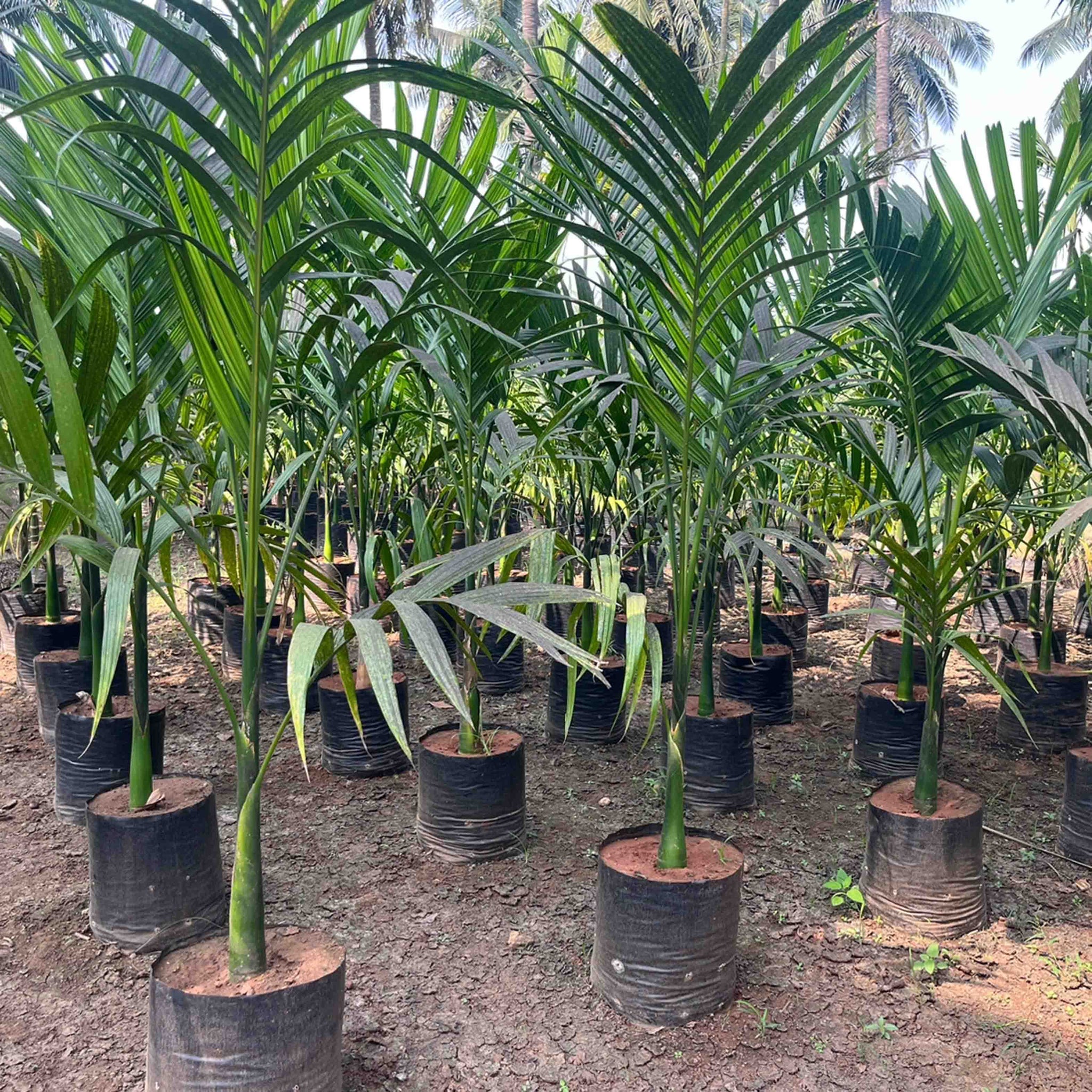 Kadiyam Nursery Plants | Our Palm Tree and Cycads Experts — Mahindra ...