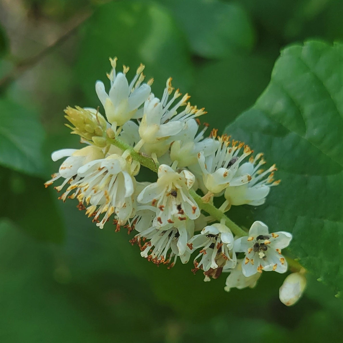 Sweet Pepperbush Clethra - Fragrant, Blooming Shrub for Sale — Mahindra ...