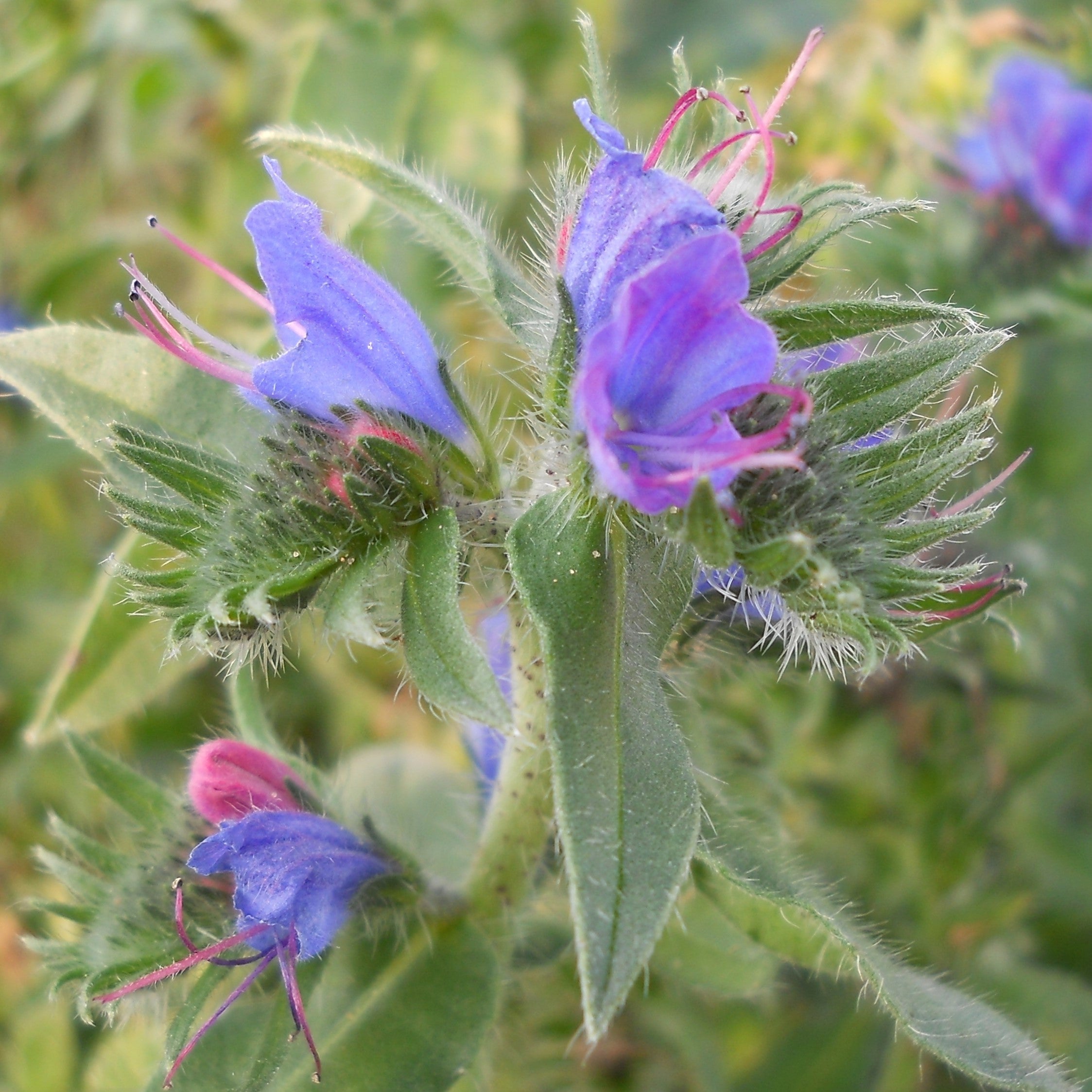Get Your Hands on Stunning Viper's-Bugloss Plants for Sale - Echium Vu ...