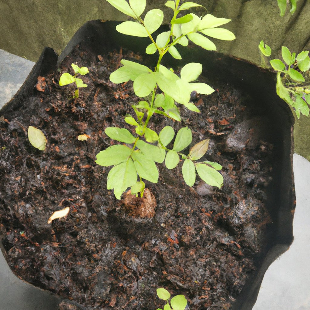 Discover the Sweet and Sour Delight of Feronia Limonia Wood Apple Plan ...