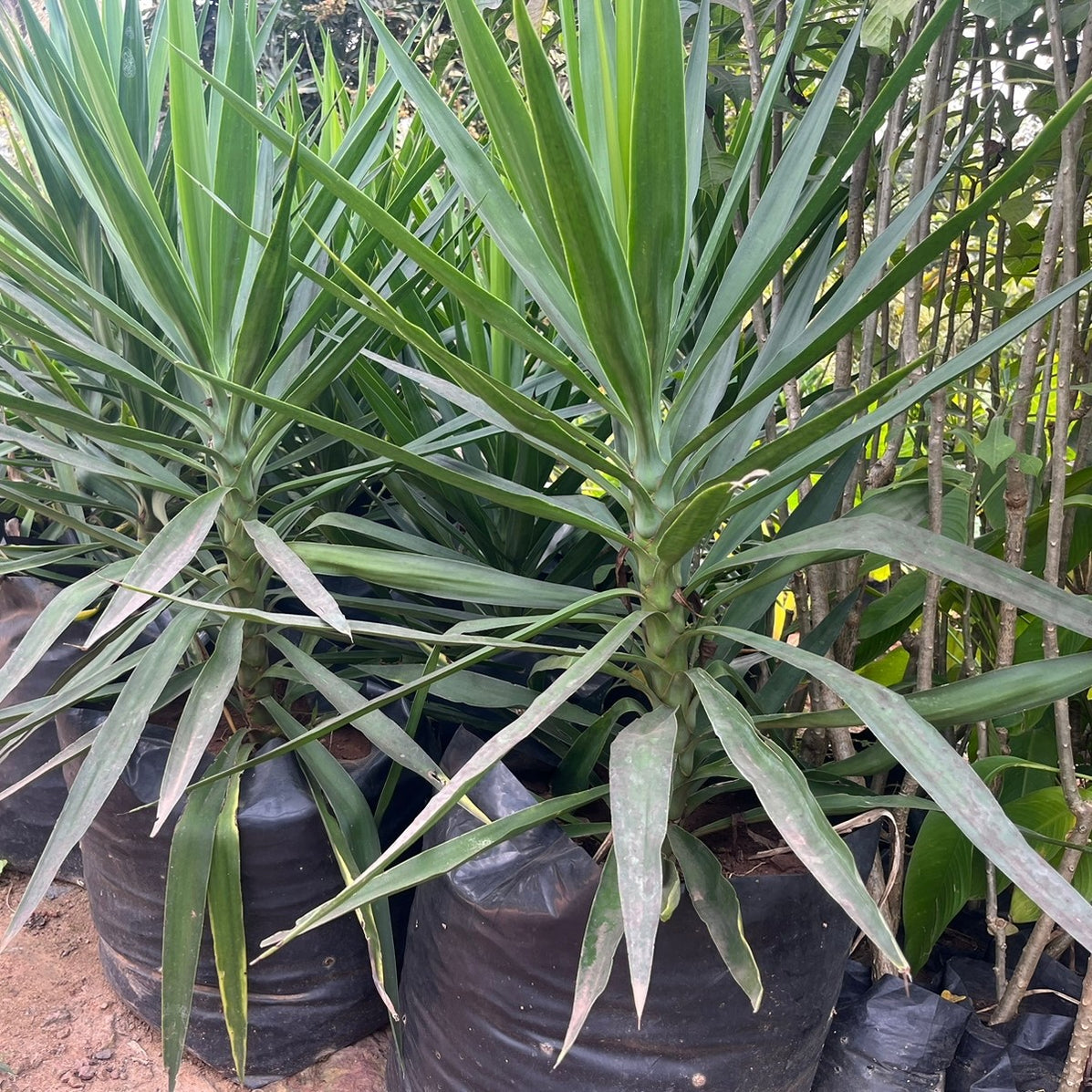 Yucca elephantipes,Yucca Green, Giant Yucca, Spineless Yucca, Palm Lil ...